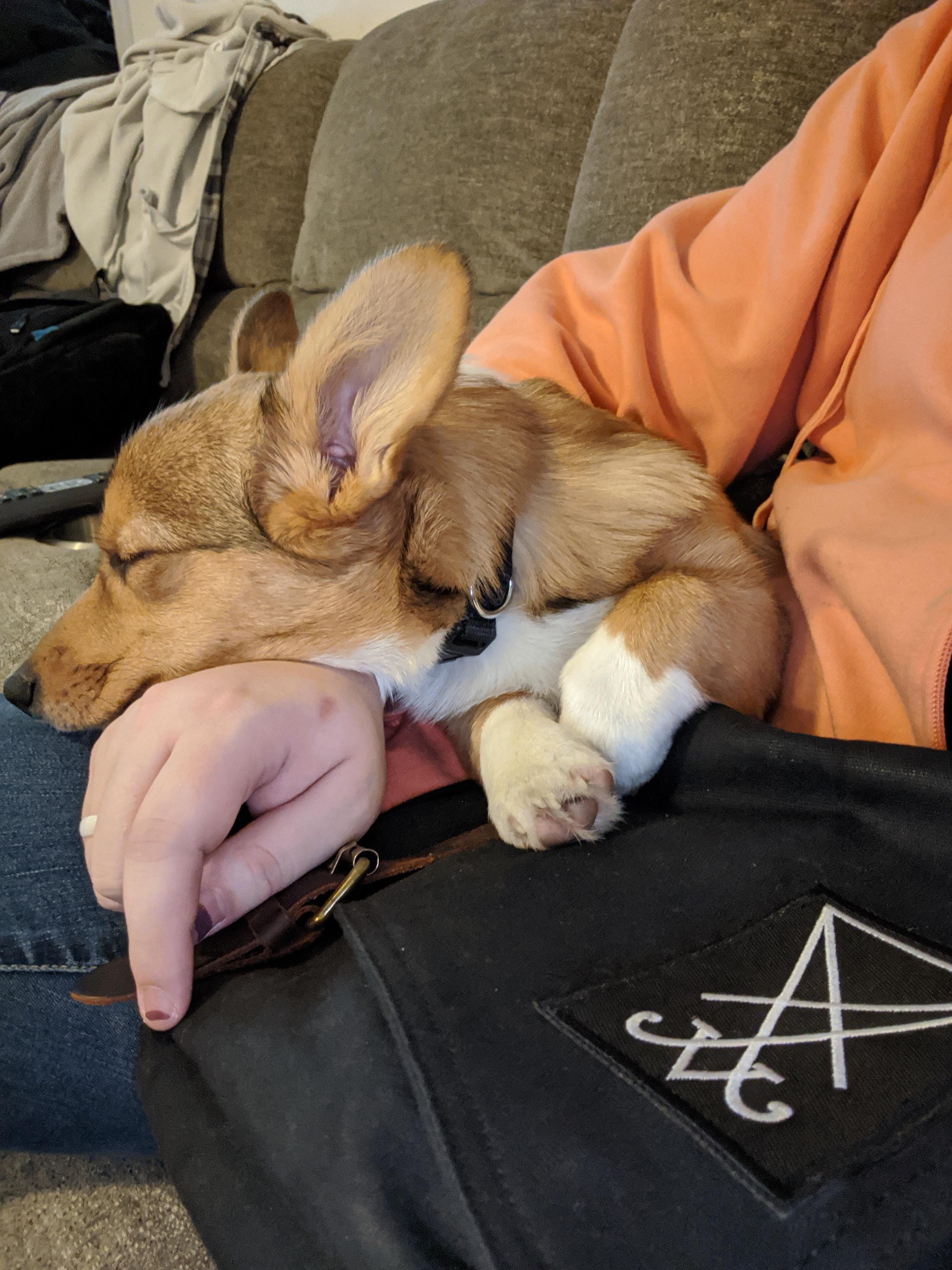 All tuckered out from her treat ritual. | Scrolller