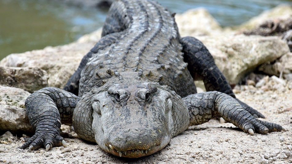 Alligator | Scrolller