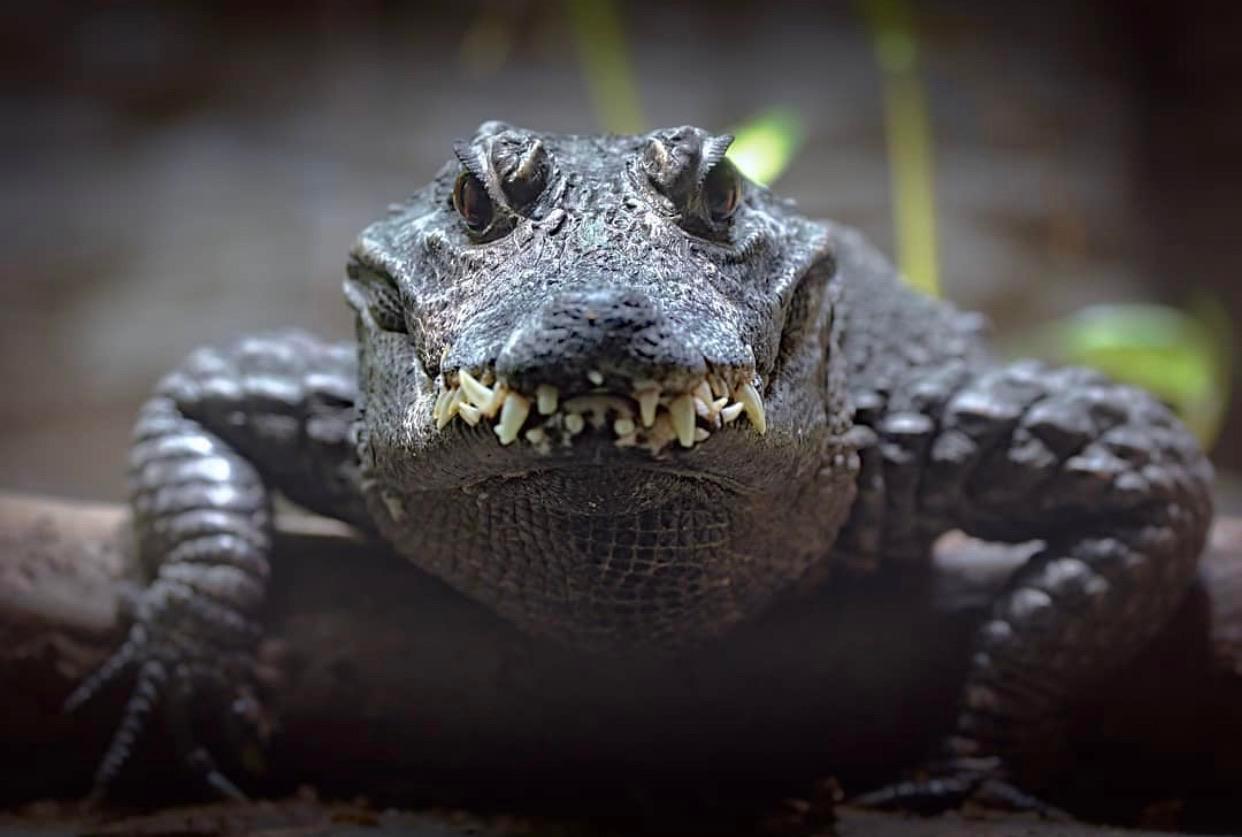 Alligator smiling for the camera | Scrolller