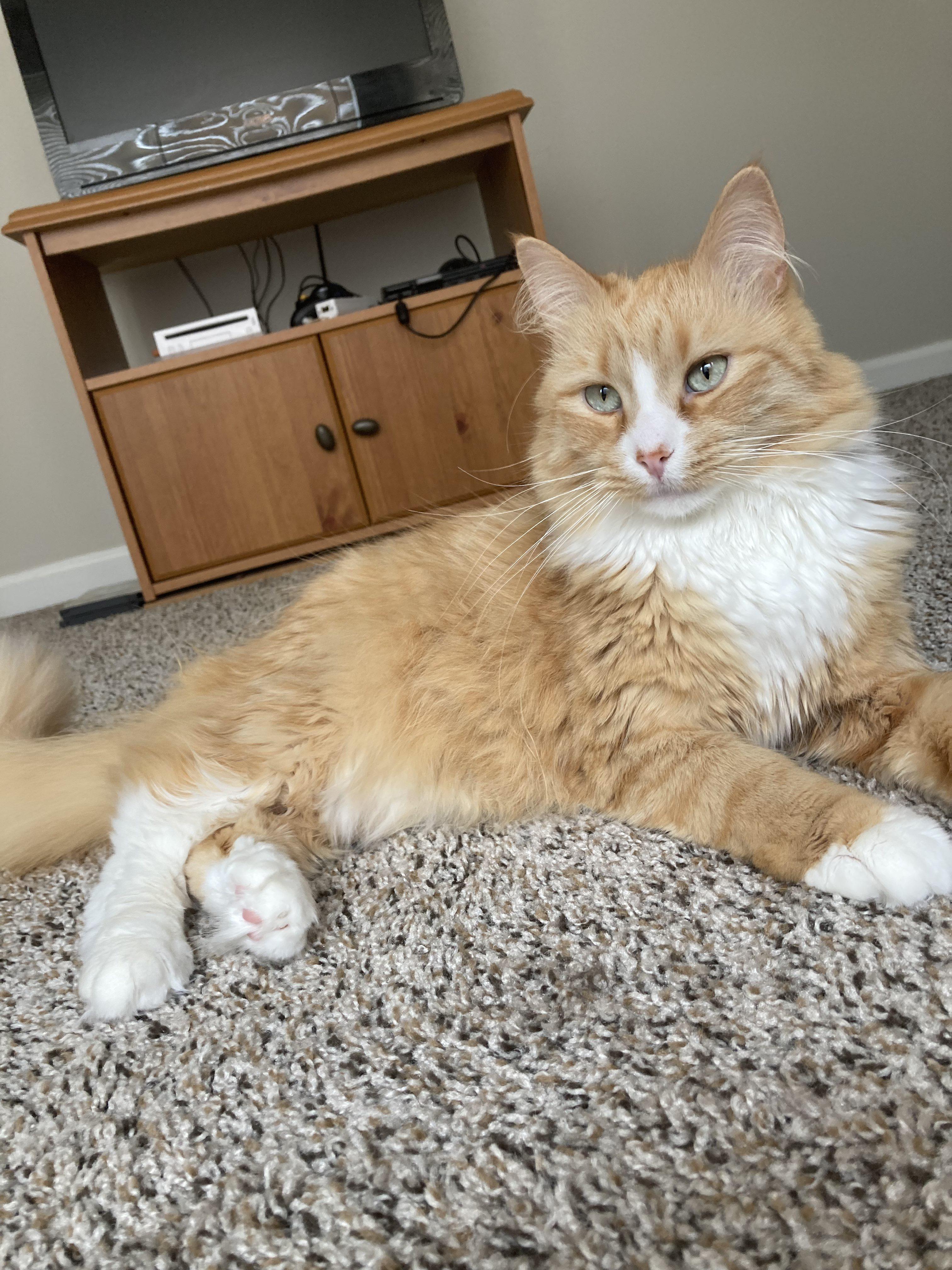 Allow me to show my golden child Sam! | Scrolller