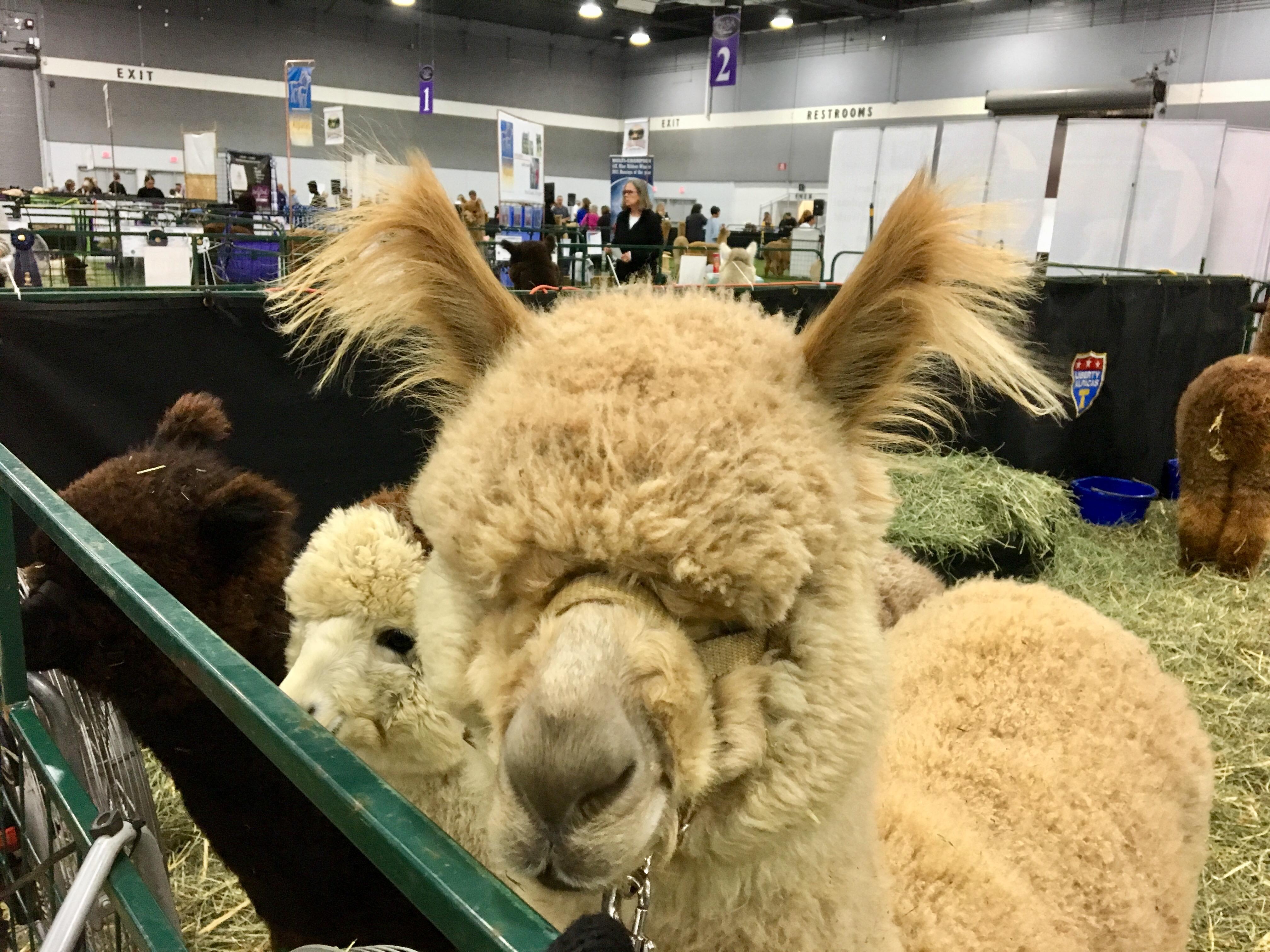Alpaca Ears | Scrolller