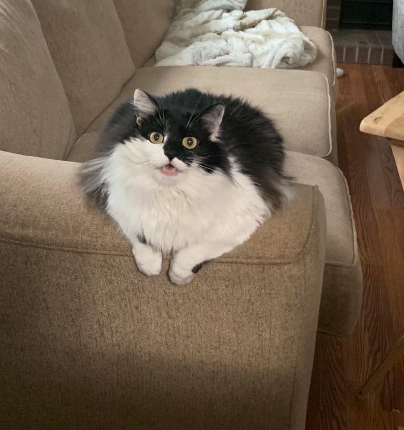 Already ate her breakfast and now she’s screaming for mine | Scrolller