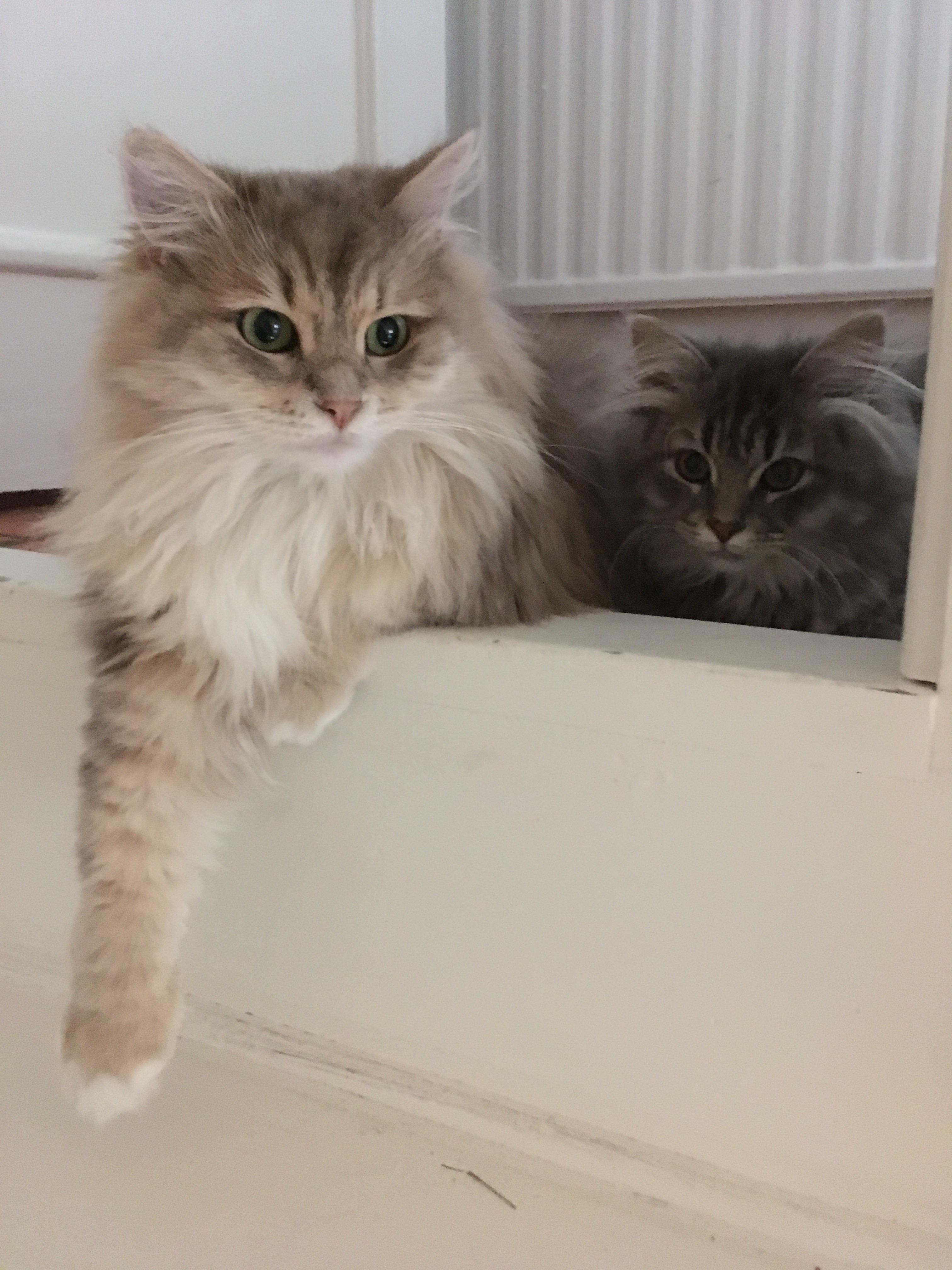 Alva and her actual niece, Freja | Scrolller