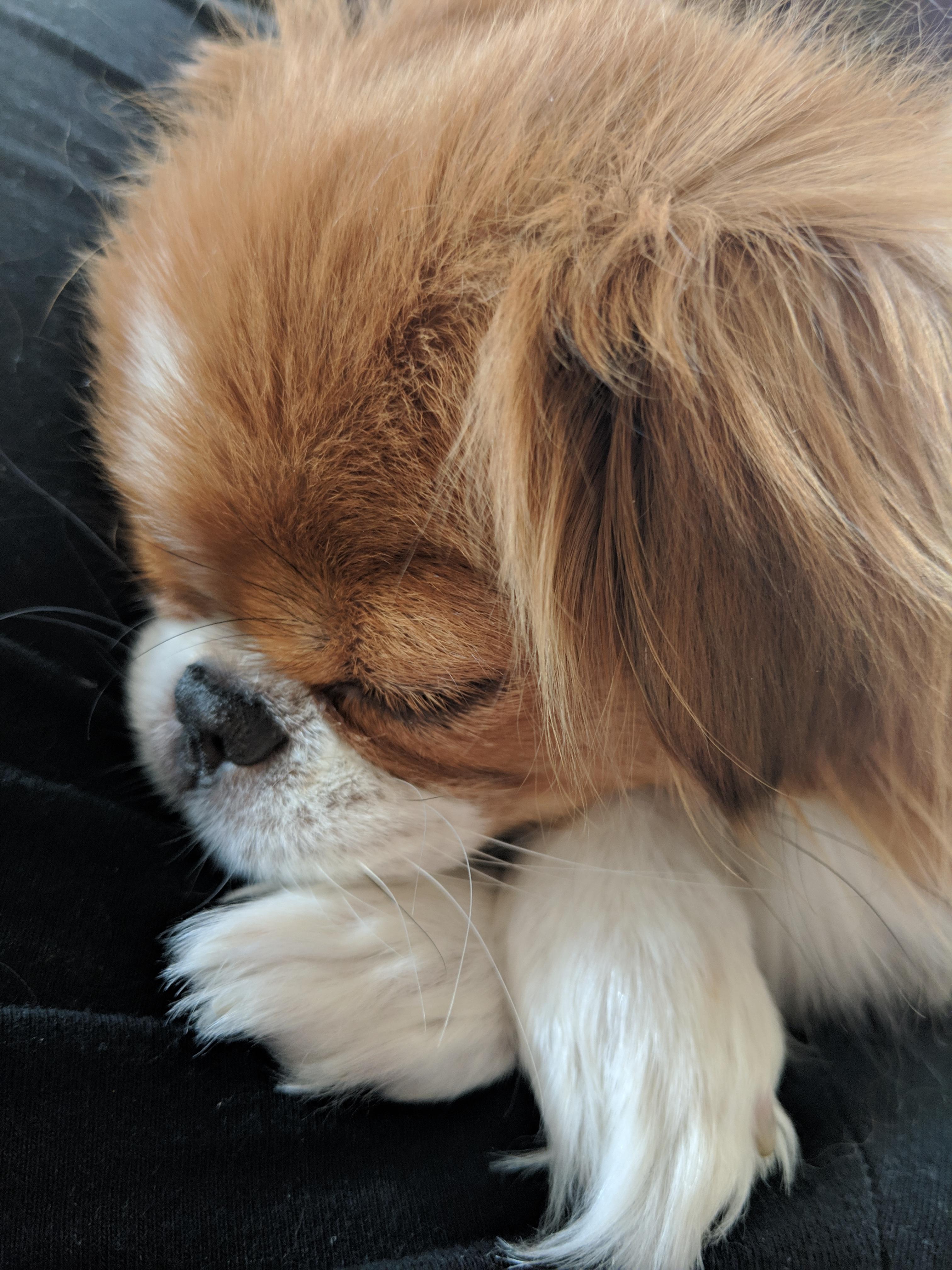 Always a lady with her paws crossed 😍 | Scrolller