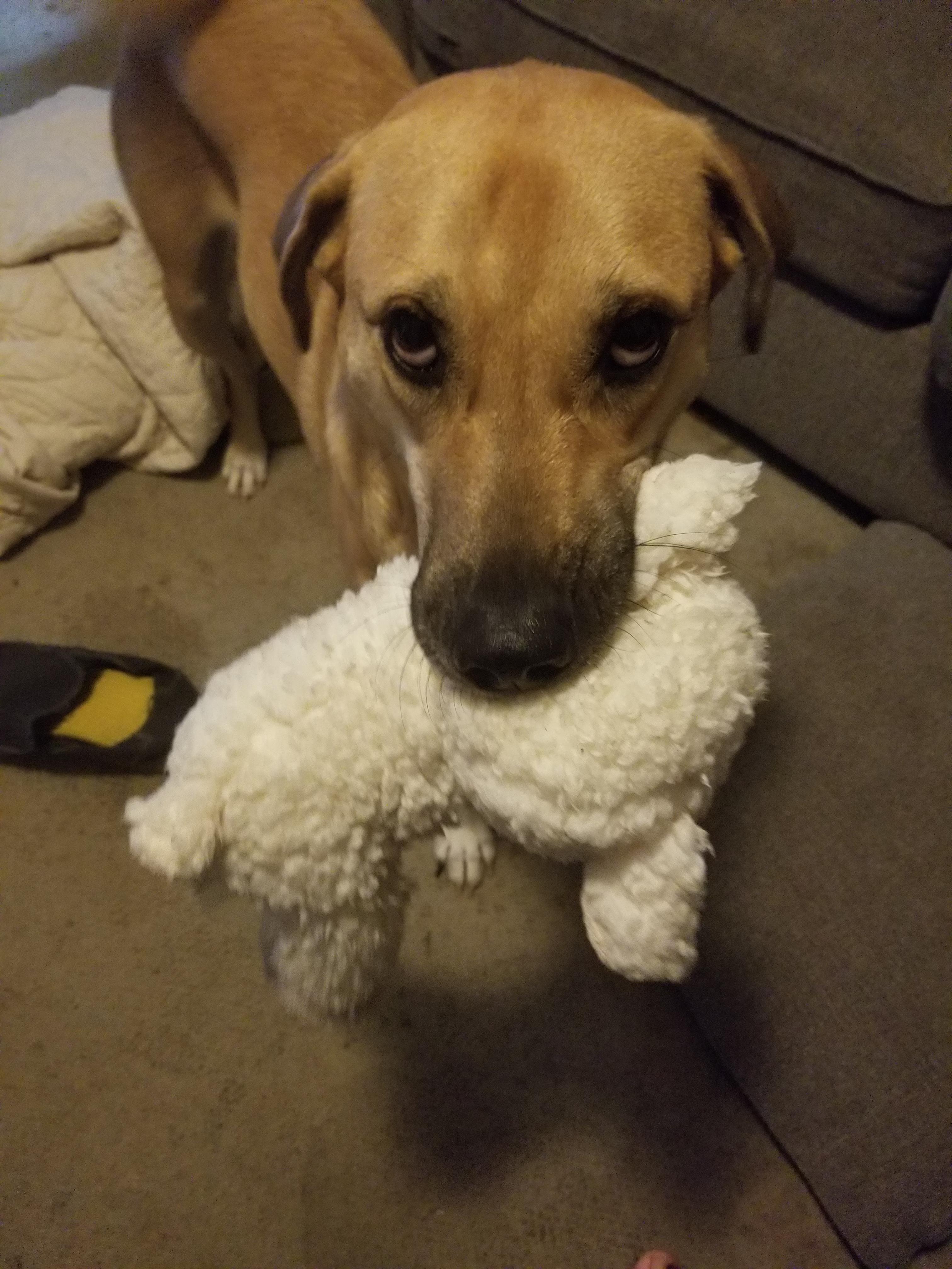 Always ready to play. We've had her a little more than a year and she keeps getting better ...