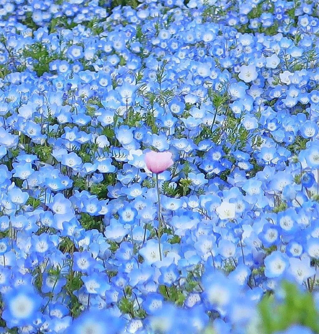 Amazing blue flower | Scrolller