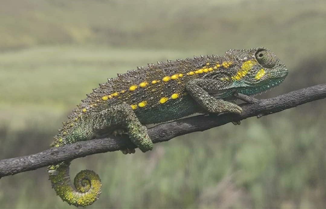 Amazing photo of a chameleon. | Scrolller