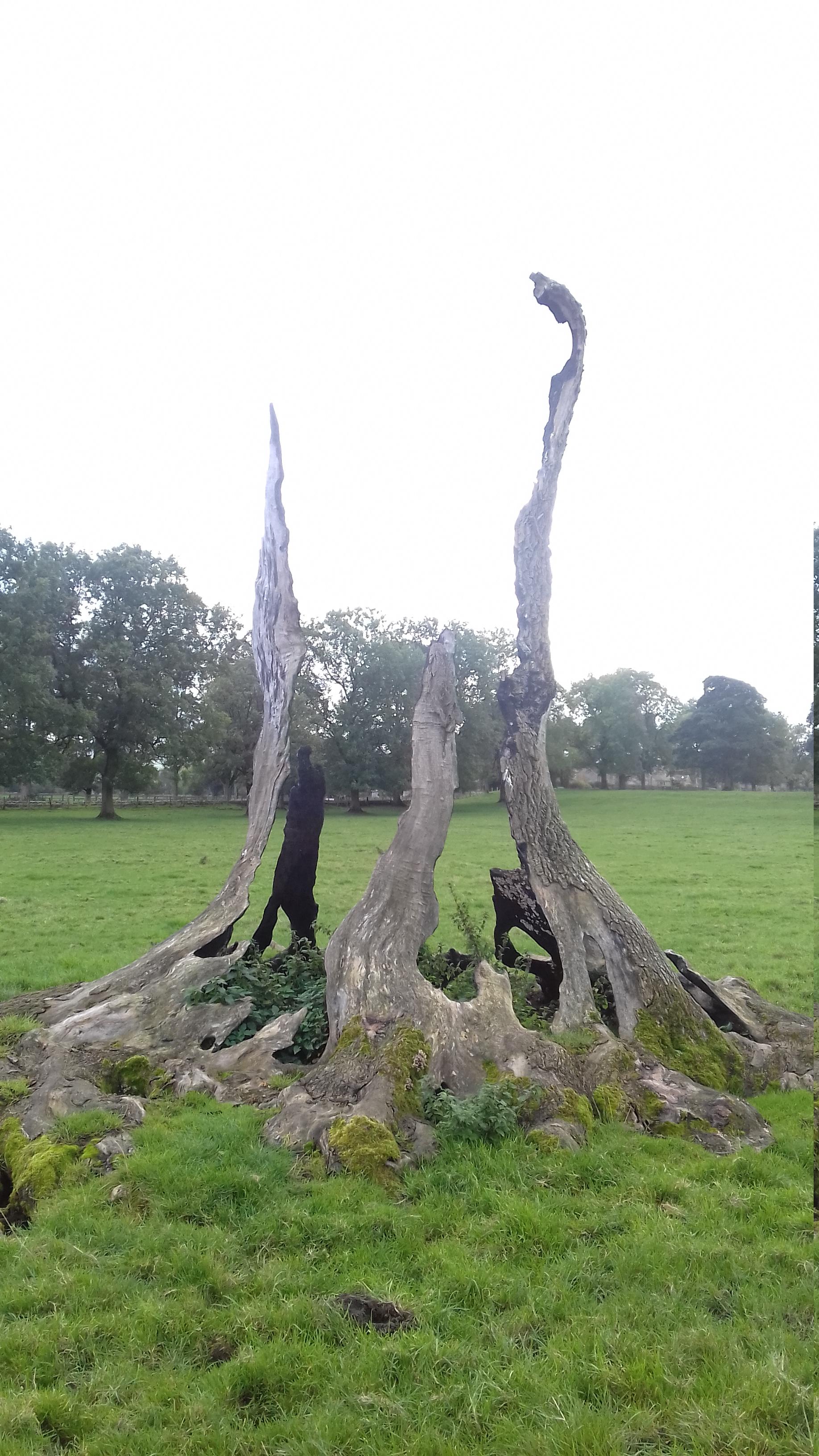 amazing tree stump | Scrolller