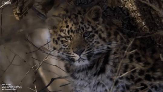 Amur leopard snacking | Scrolller