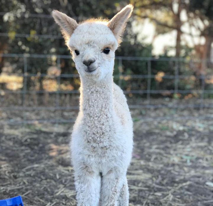 An adorable baby alpaca😍 | Scrolller