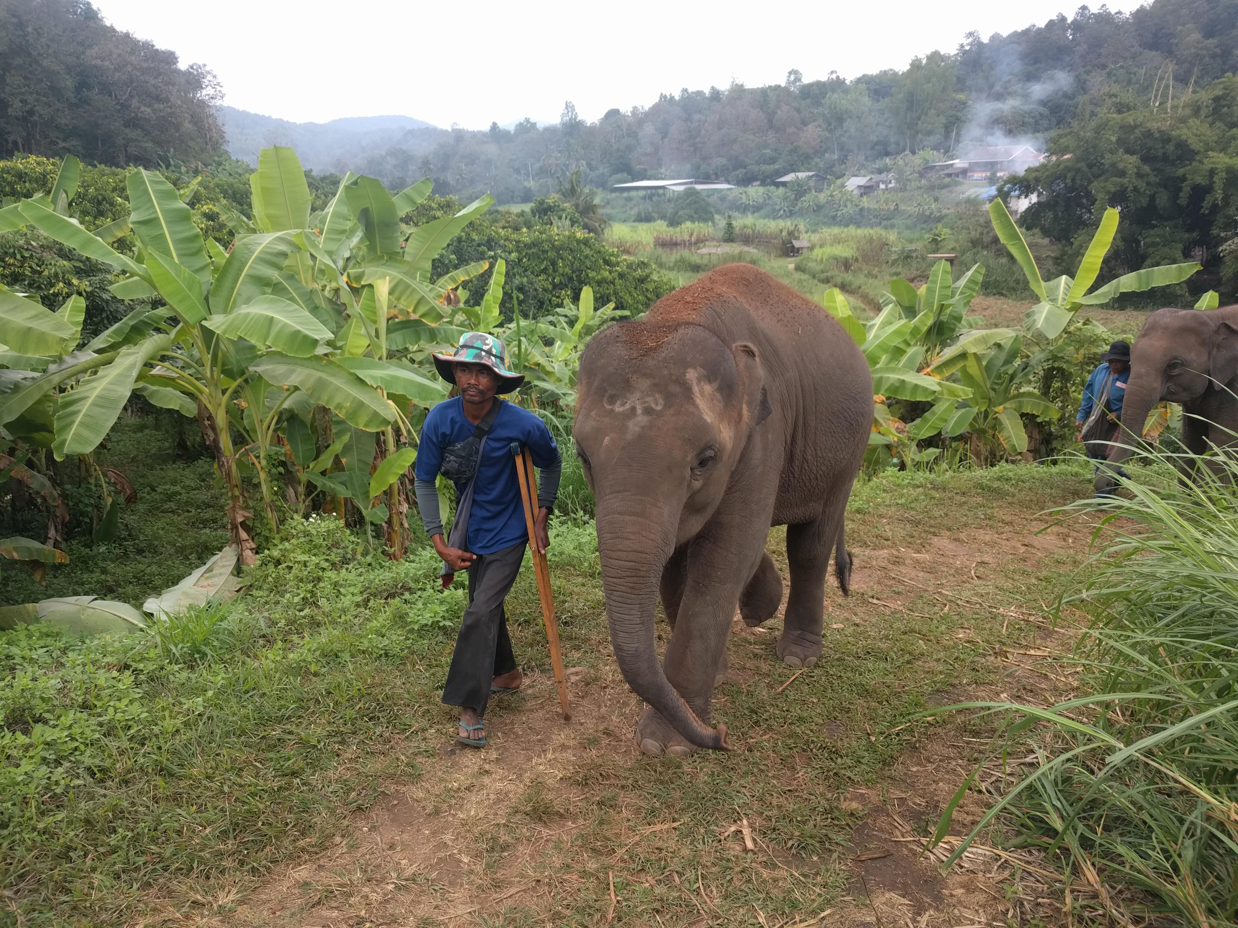 An adorable baby elephant and his handler at an elephant sanctuary in Chiang Mai, Thailand ...