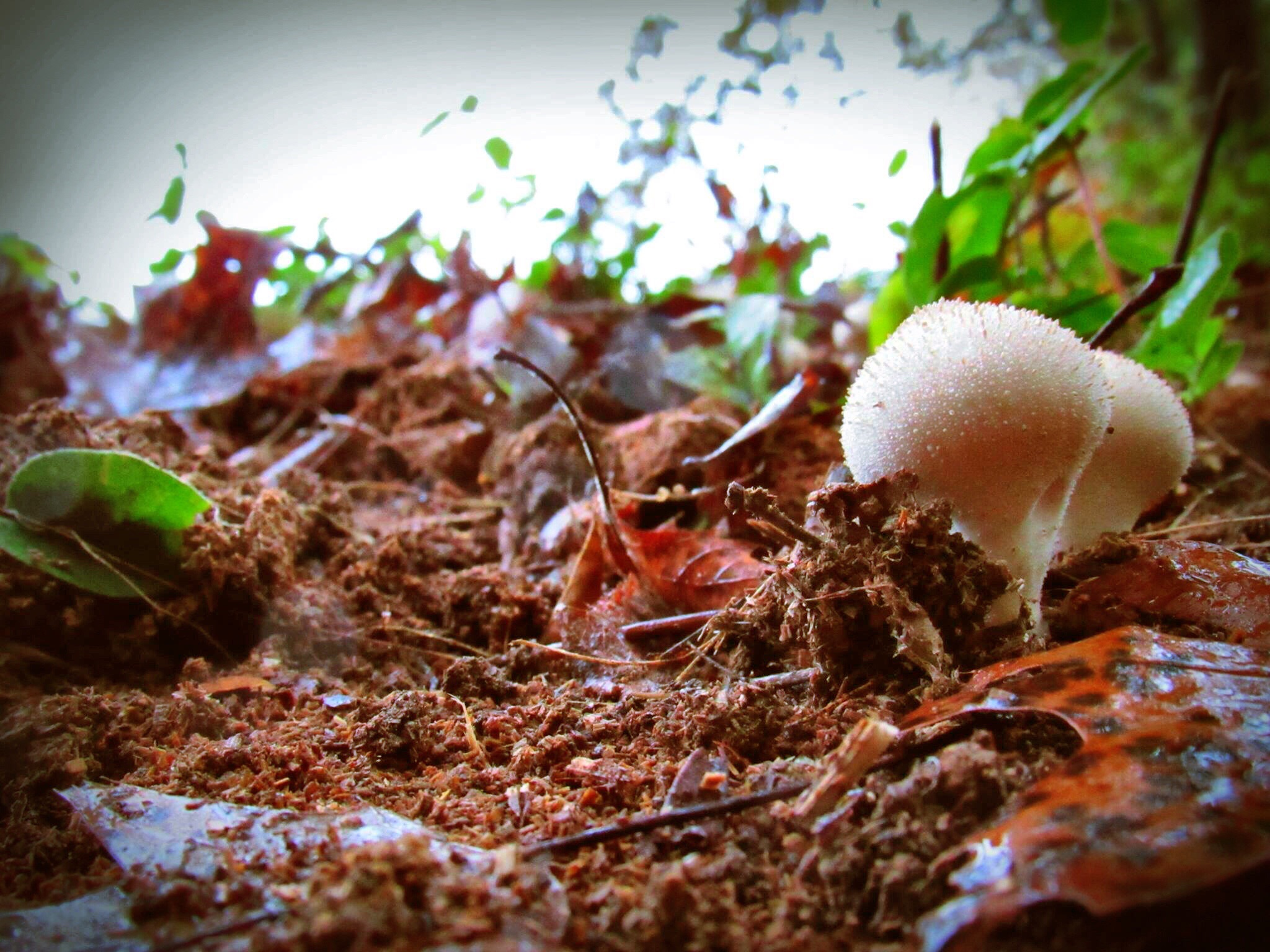 An ant's view | Scrolller