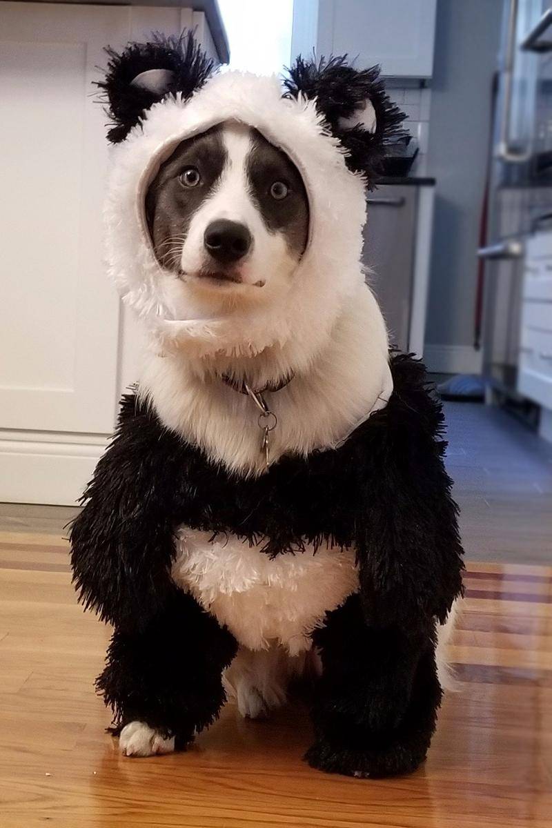 An early Halloween treat: My little panda bear. | Scrolller