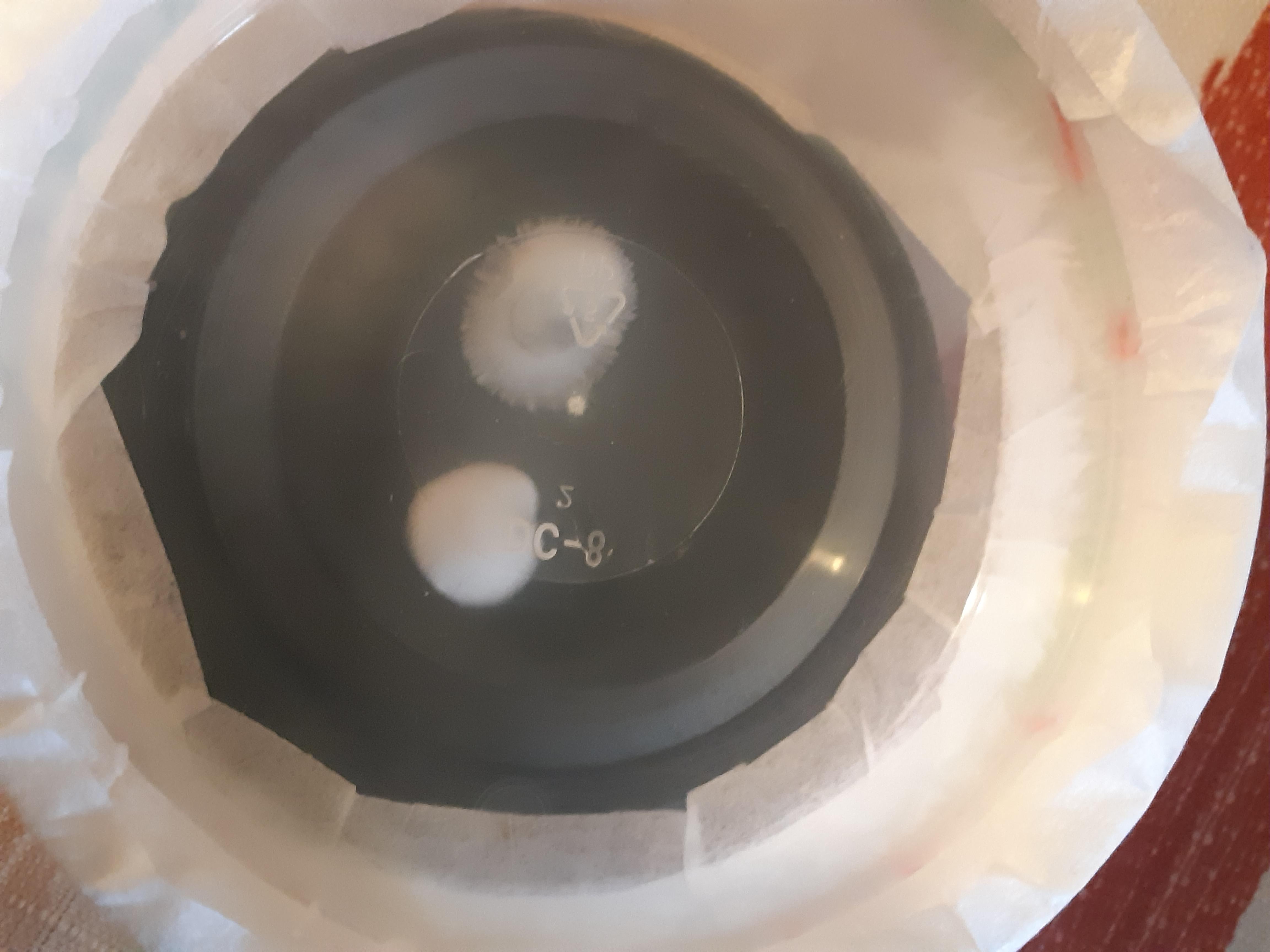 An experiment in strain differentiation | Scrolller