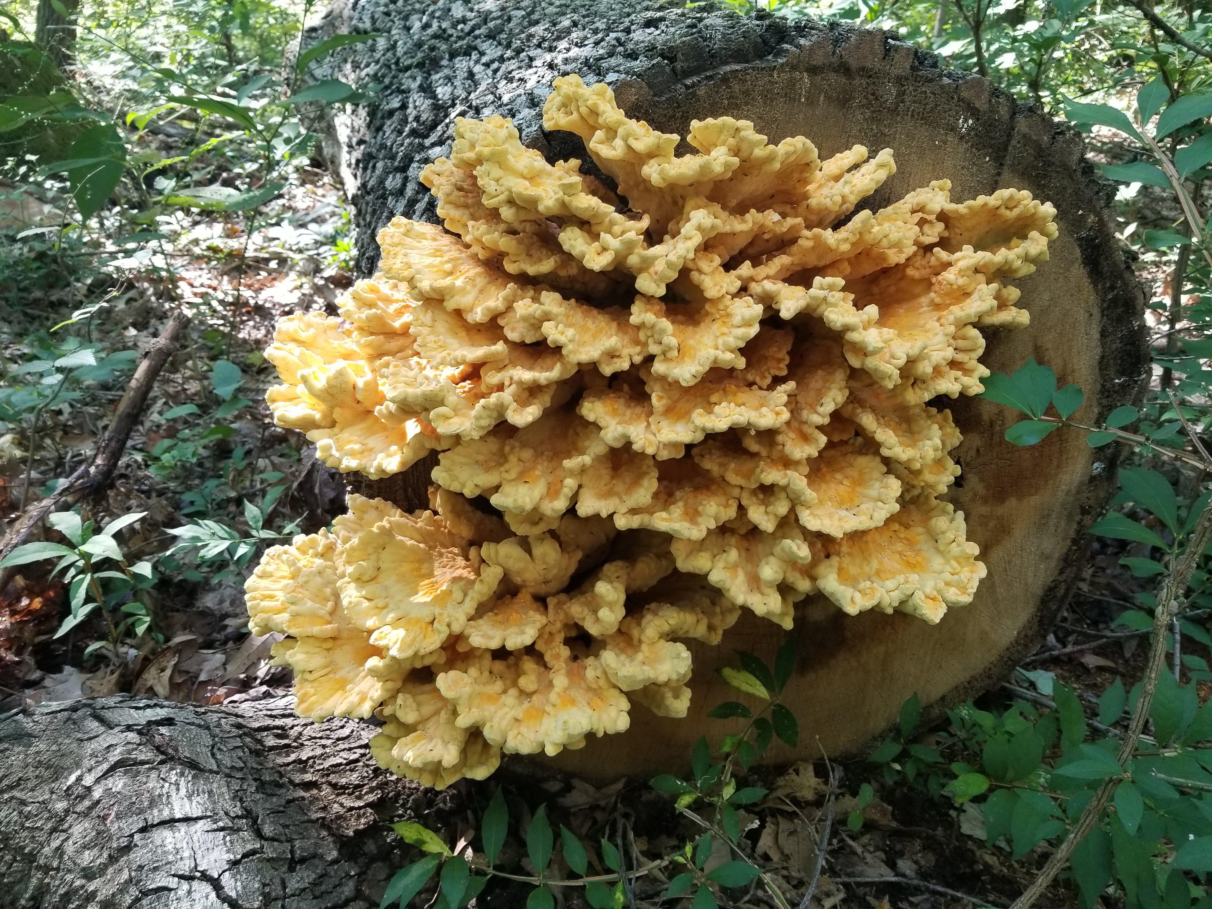 An explosion of Chicken in southwest Michigan. | Scrolller