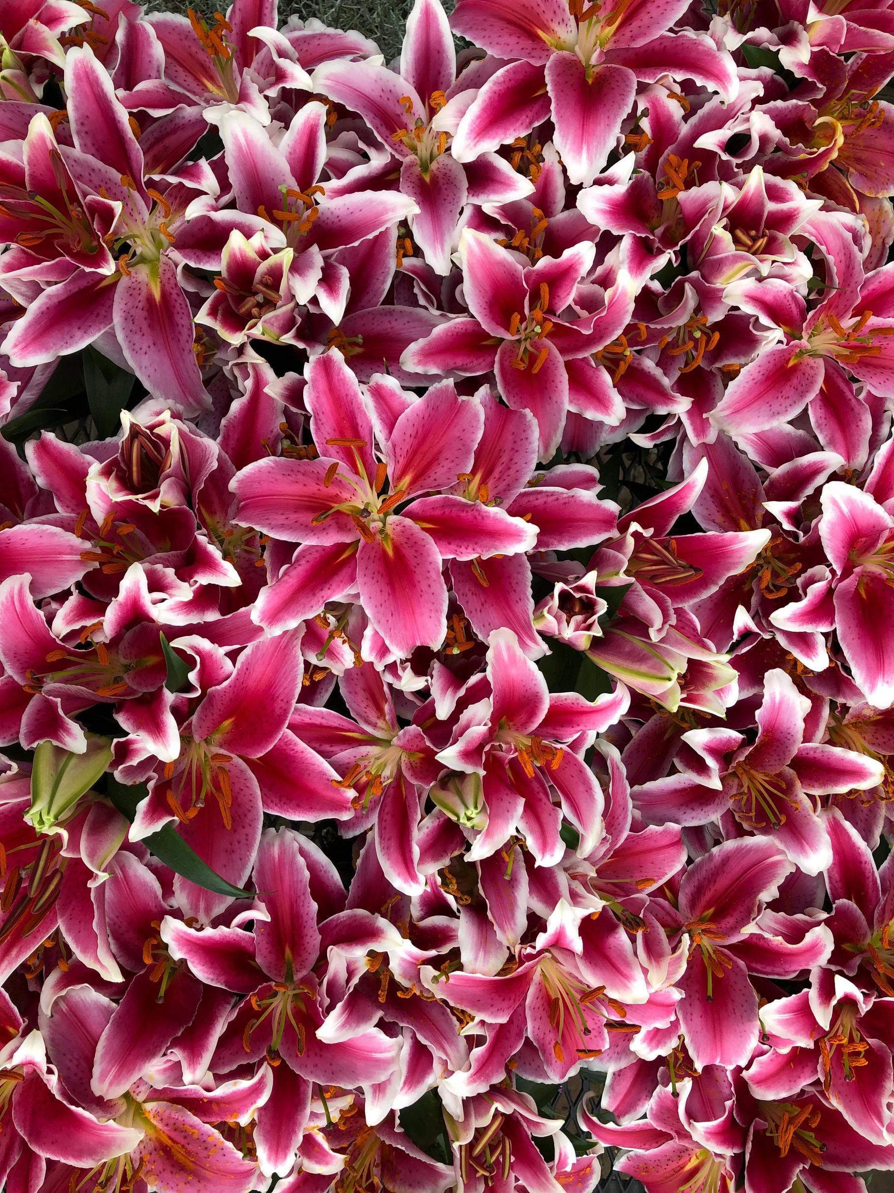 An explosion of Oriental Lily’s | Scrolller