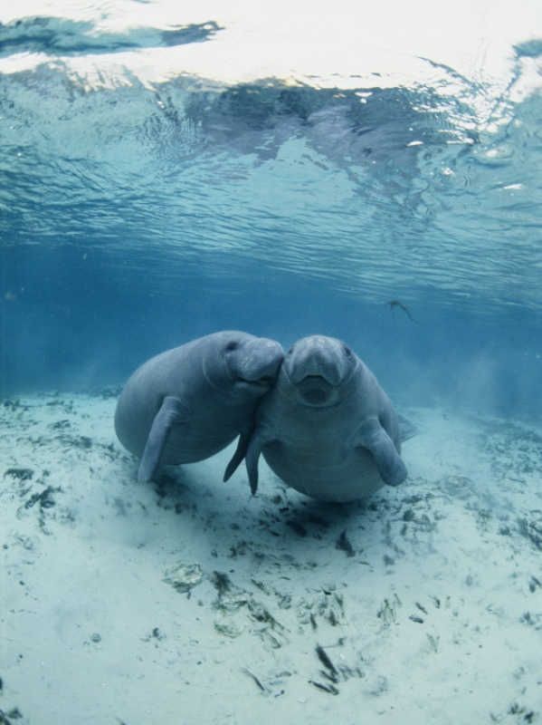 An Underwater Shot of a Pair of Florida Manatees | Scrolller