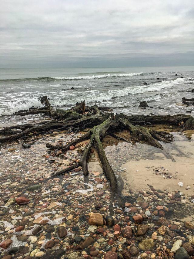 Ancient forest on the Baltic shores | Scrolller