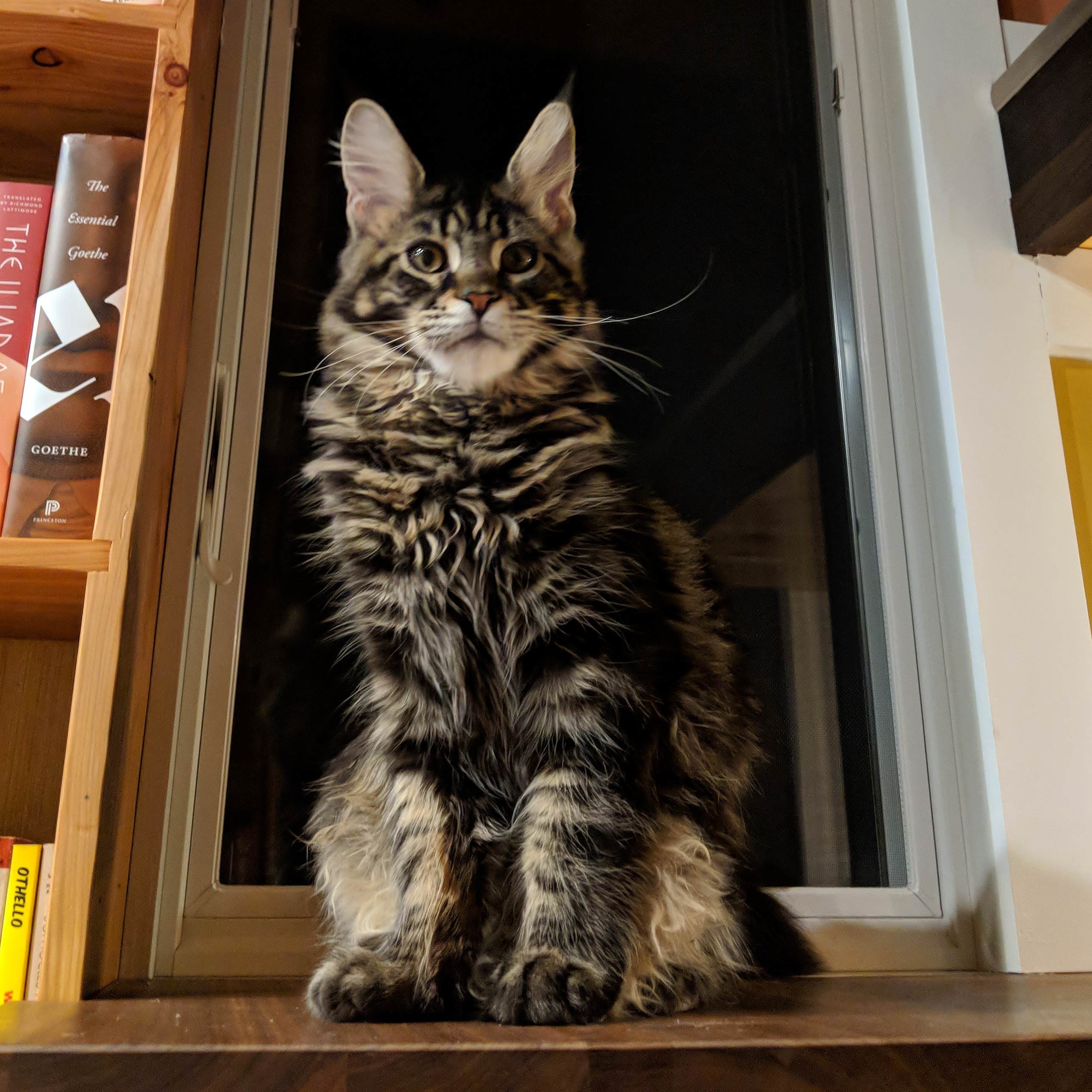 Andy Taylor is 6 months old! | Scrolller