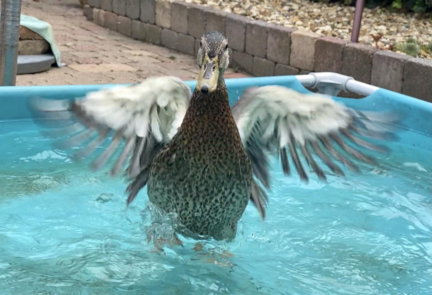 Angel wings | Scrolller