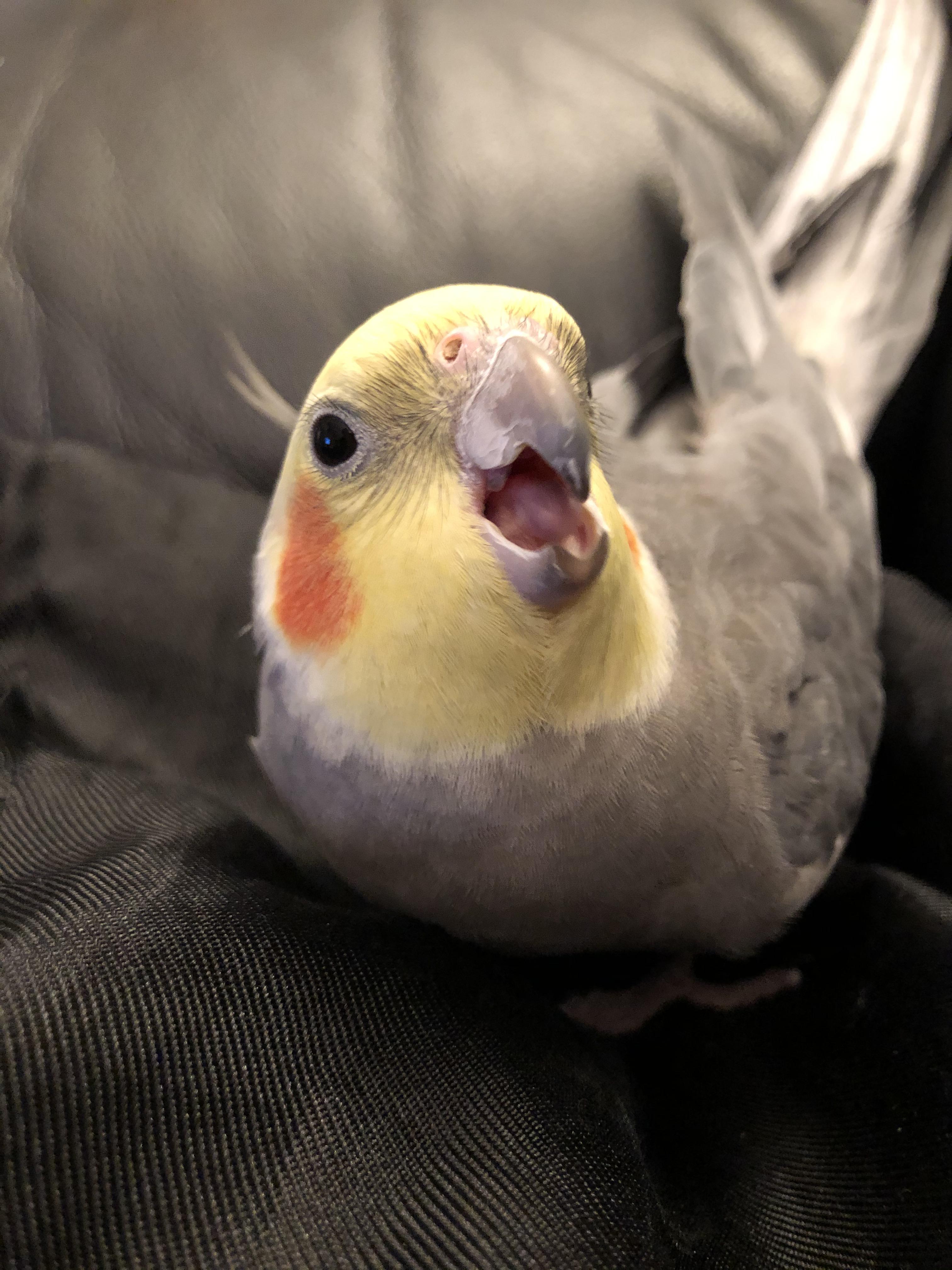 ANGERY boi | Scrolller