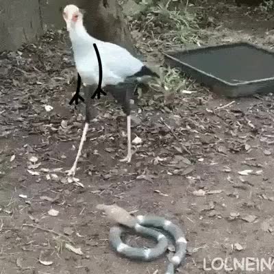 Angry Bird | Scrolller