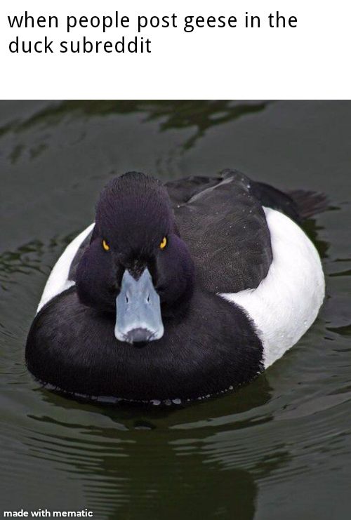 Angry boi | Scrolller