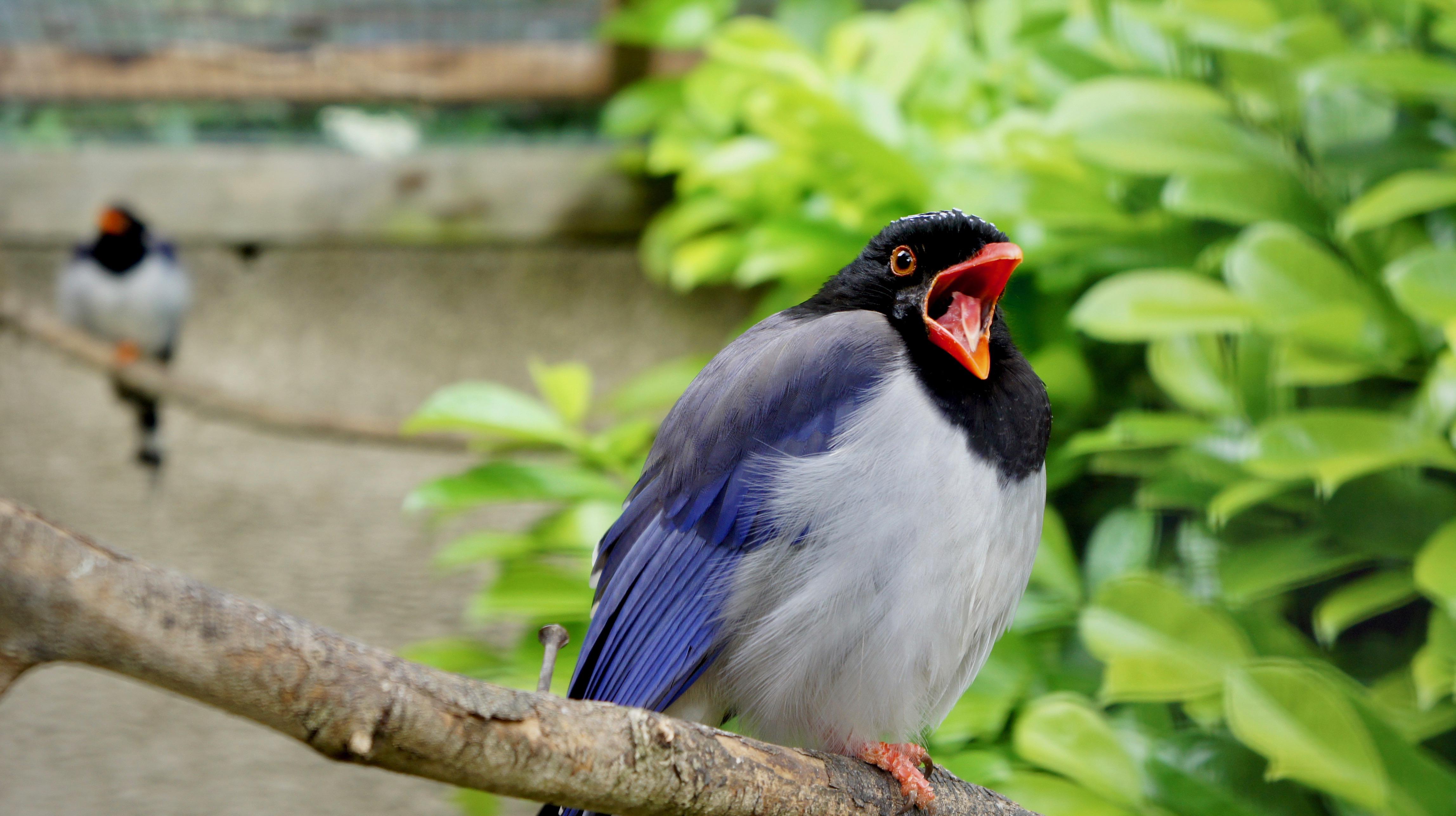 Angry Borb | Scrolller