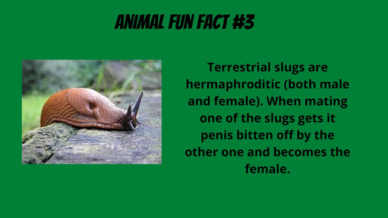 Animal Fun Fact | Scrolller