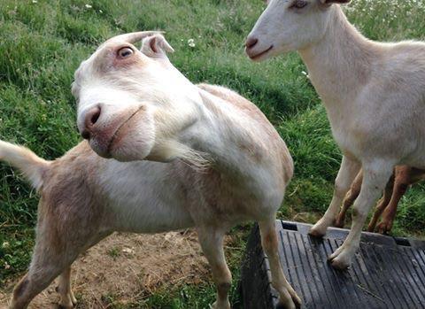 Animal/goat | Scrolller