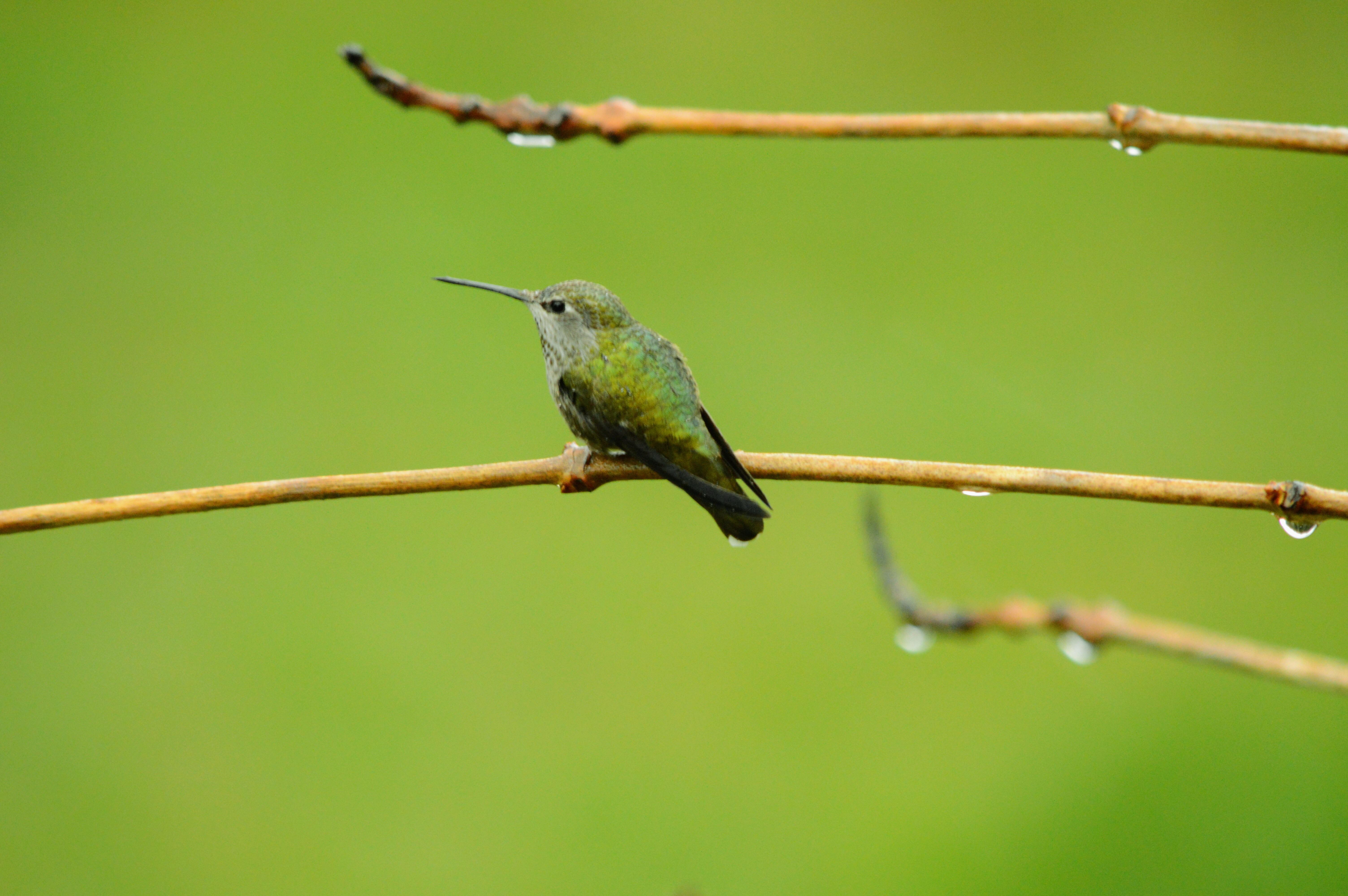 Anna’s Hummingbird | Scrolller