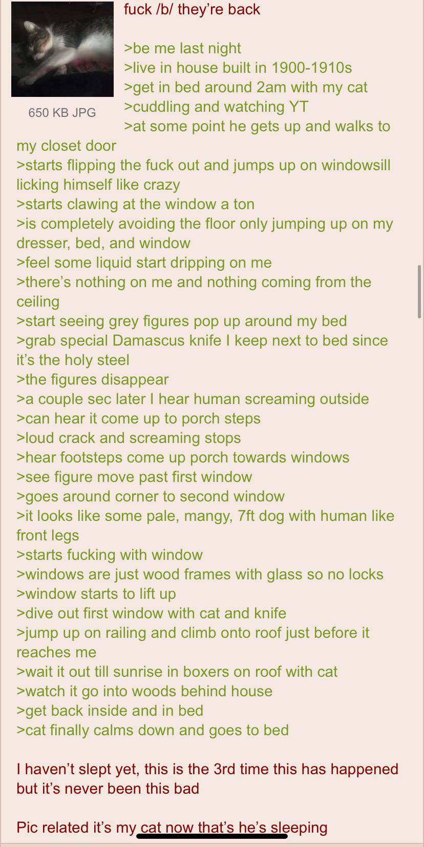 Anon has a cat | Scrolller