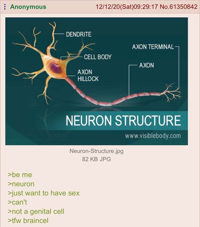 Anon is a braincel | Scrolller