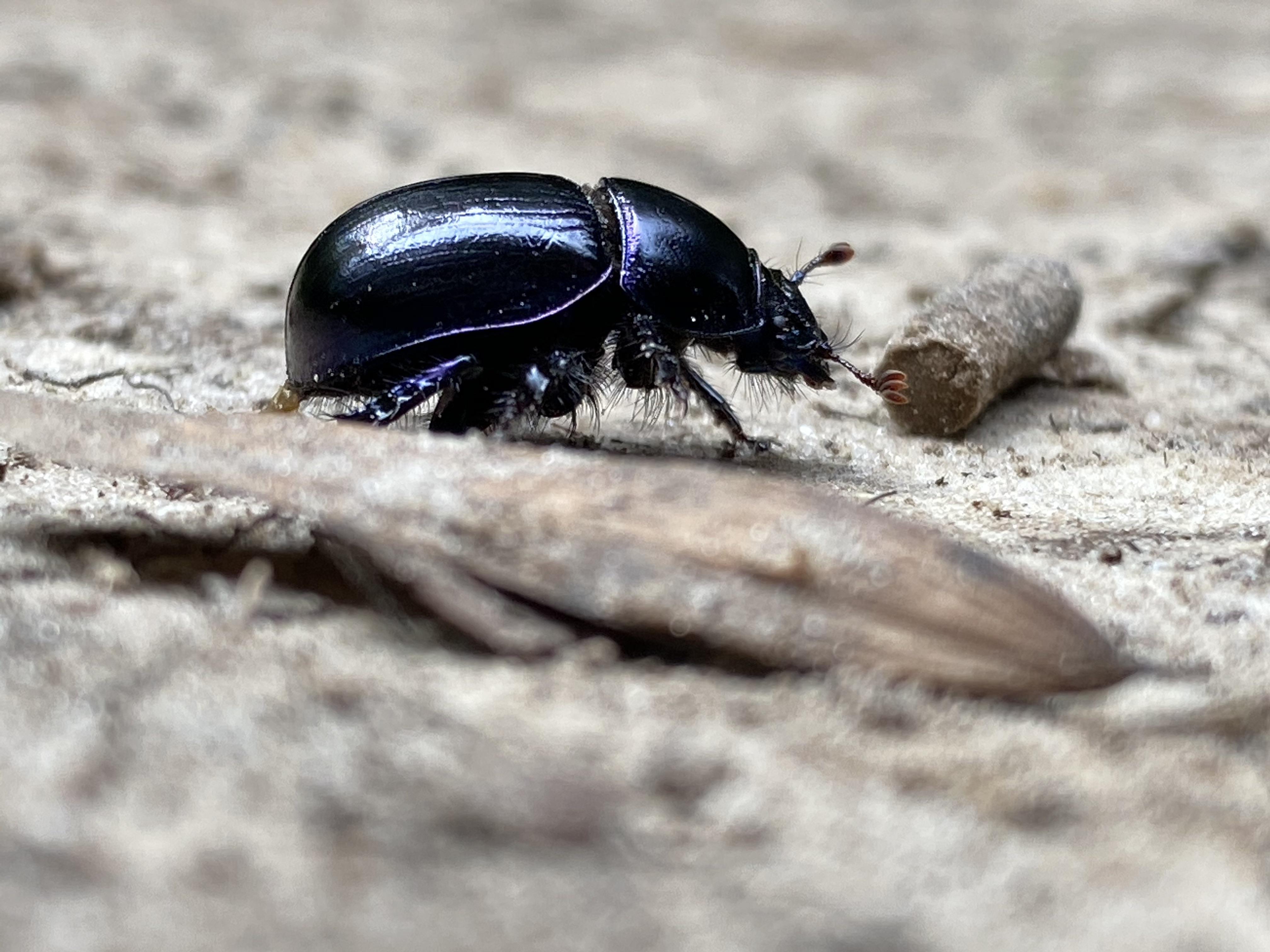 Anoplotrupes Stercorosus, one of Europe’s larger dung beetles. | Scrolller