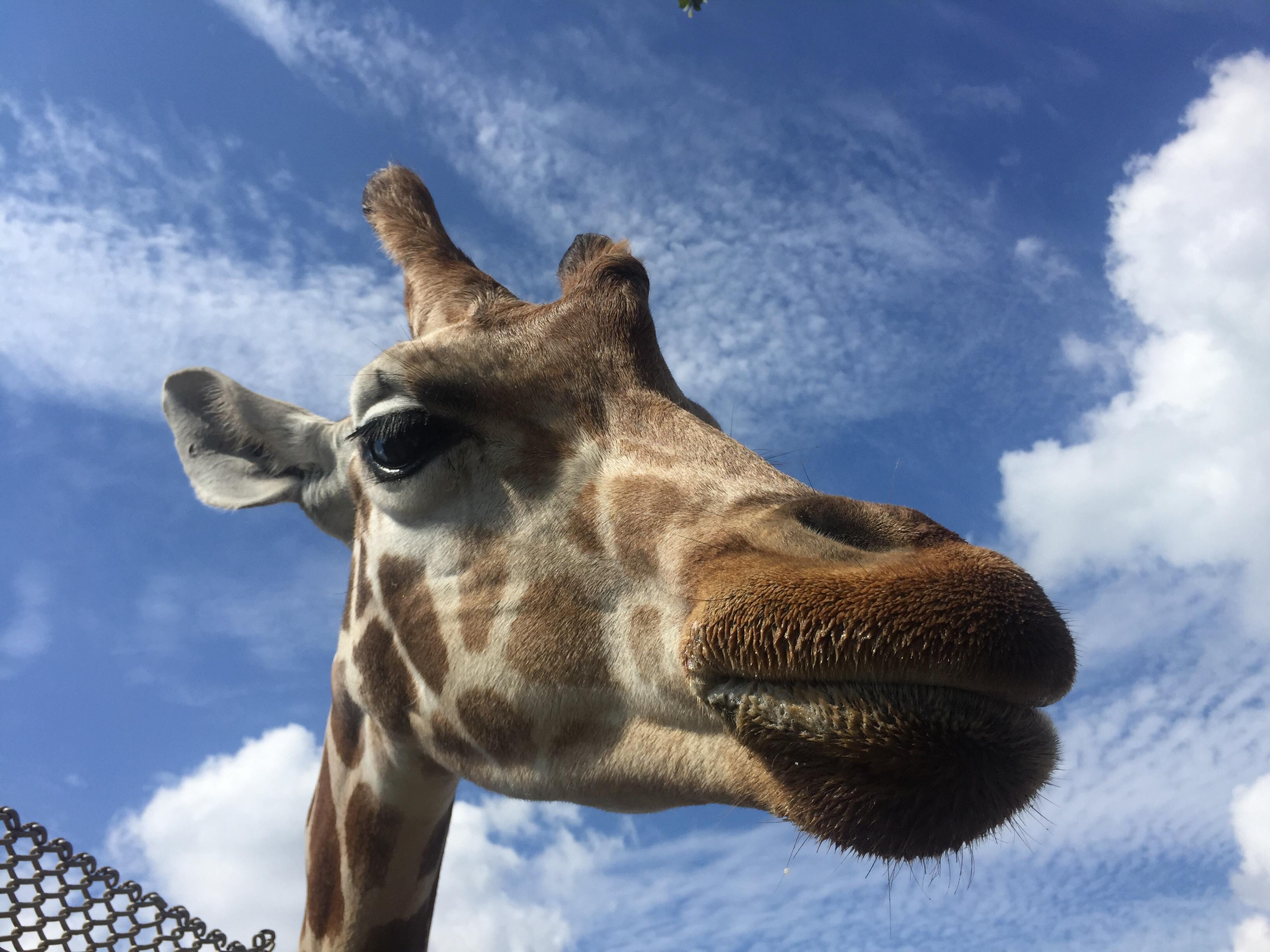 Another boopable snoot! | Scrolller