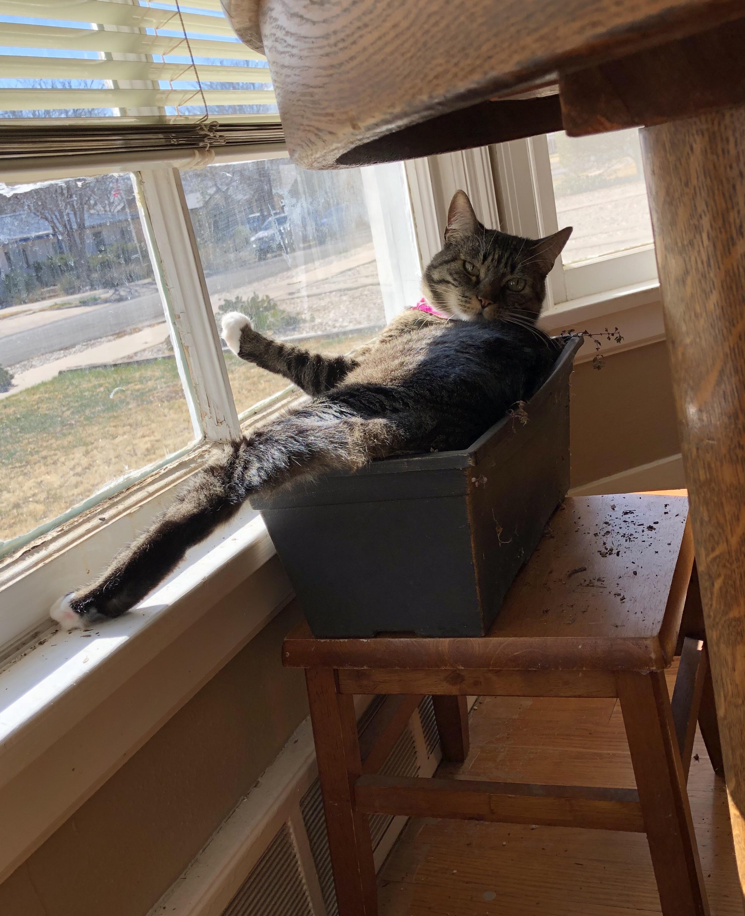 Another example of parasitic catfruit. | Scrolller