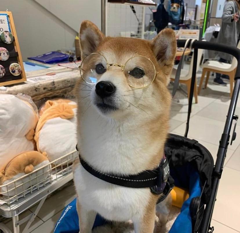 Another Intelligent Shibe | Scrolller