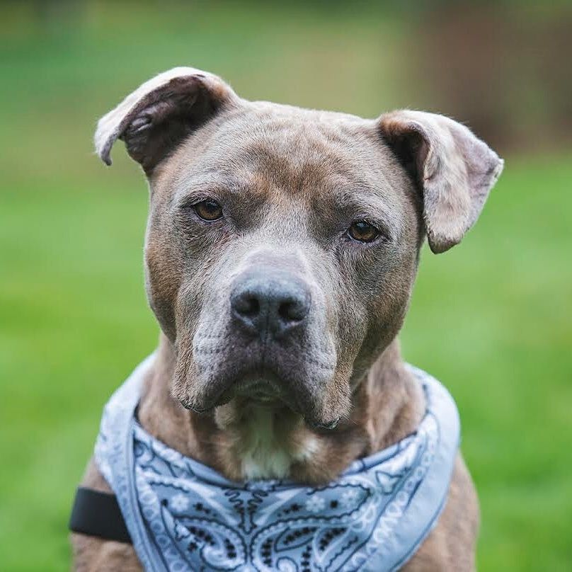 Another one of Gotti my 11 year old pit | Scrolller