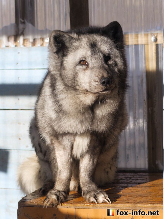 Another "Warrior Fox" From Miyagi Zao Fox Village | Scrolller