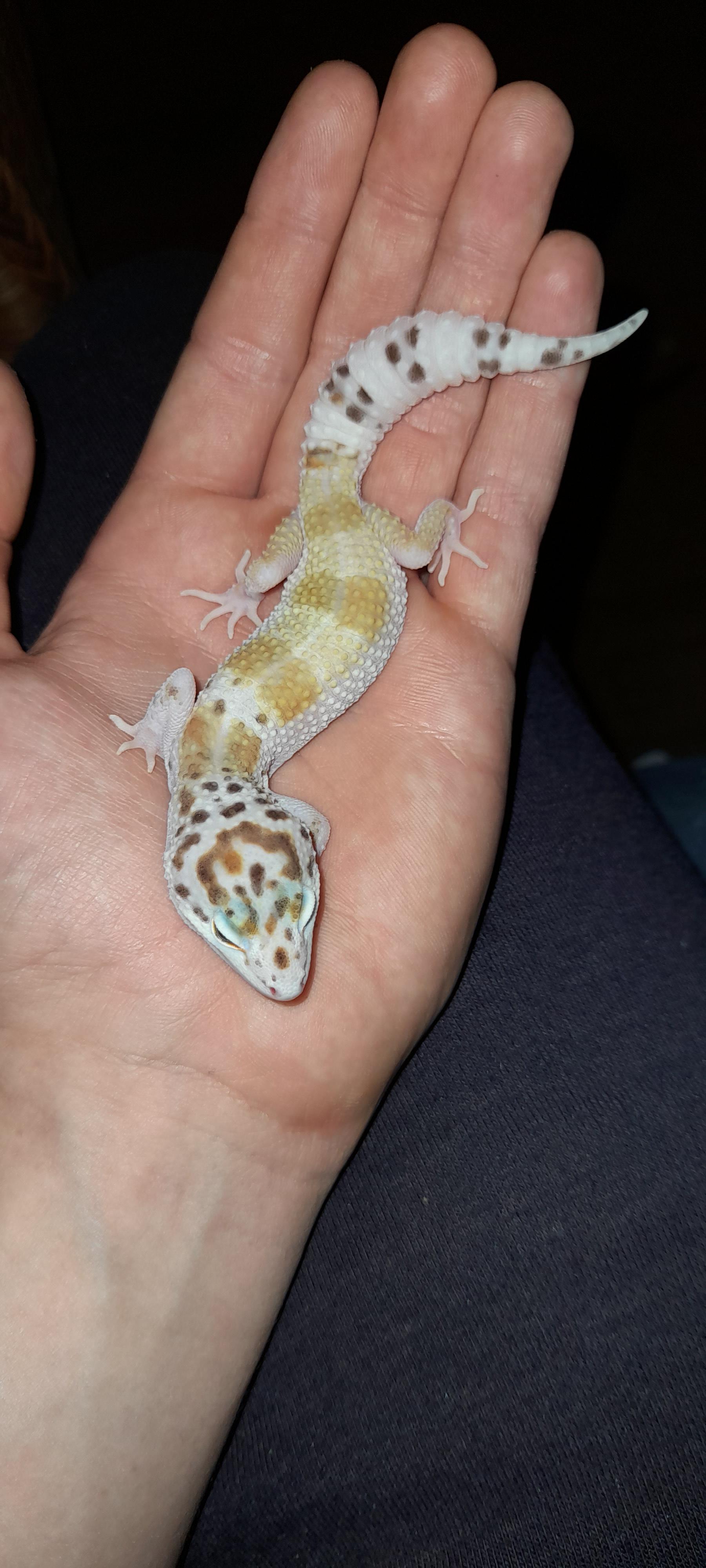 Any guess on morph she's six months old | Scrolller