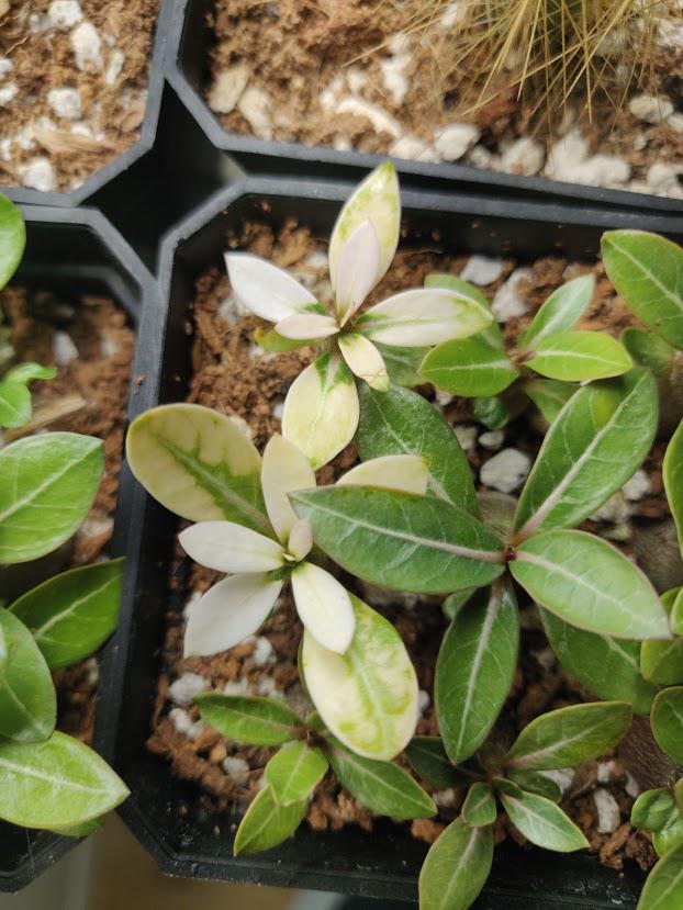 Any idea what's causing these pale leaves? | Scrolller