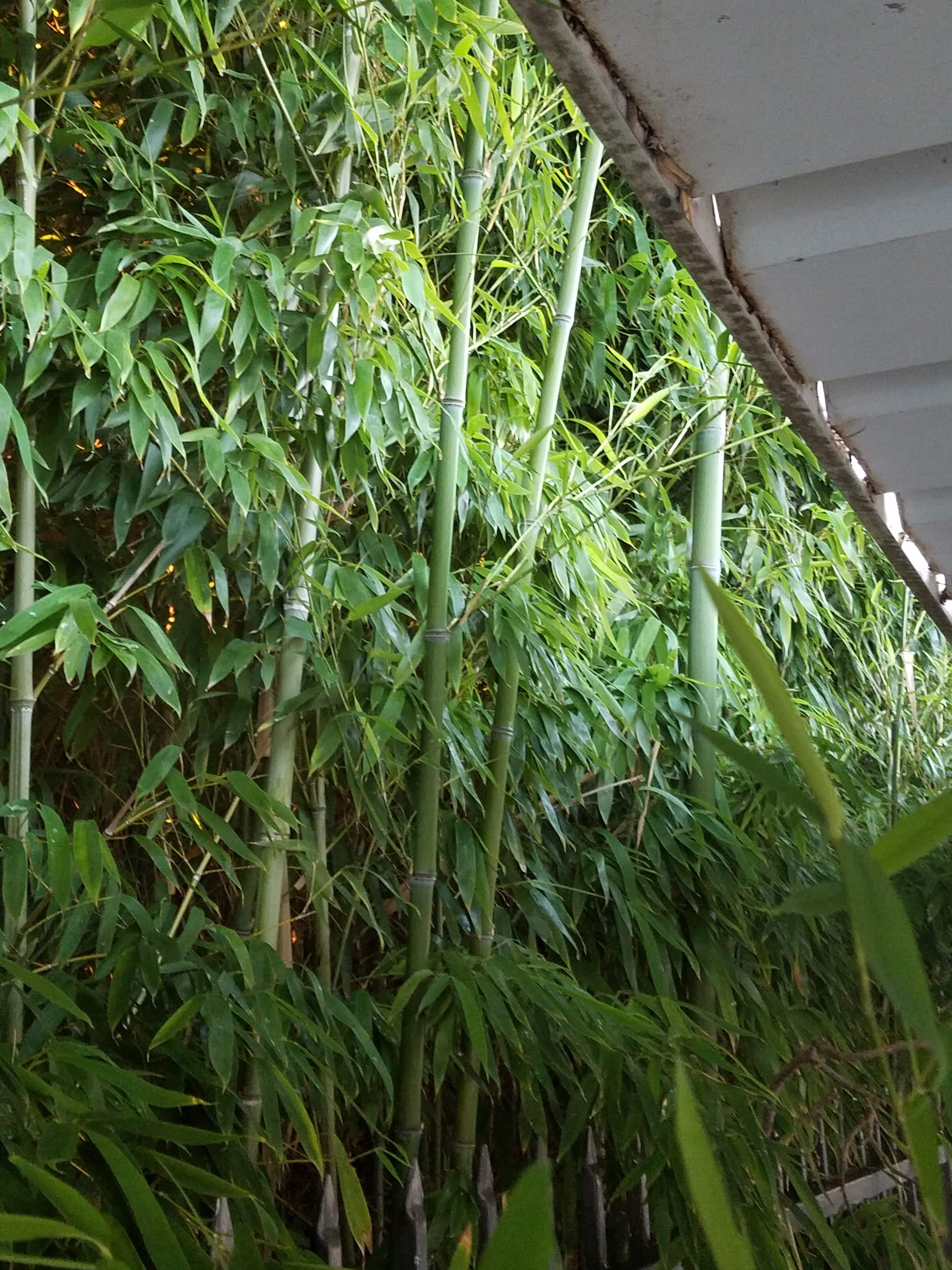 any ideas what kind of bamboo? | Scrolller