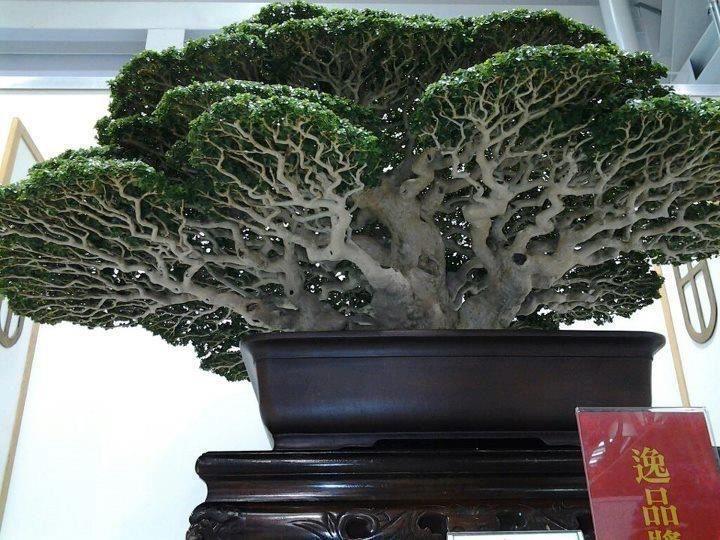 Any information on this specific tree? It looks stunning. | Scrolller
