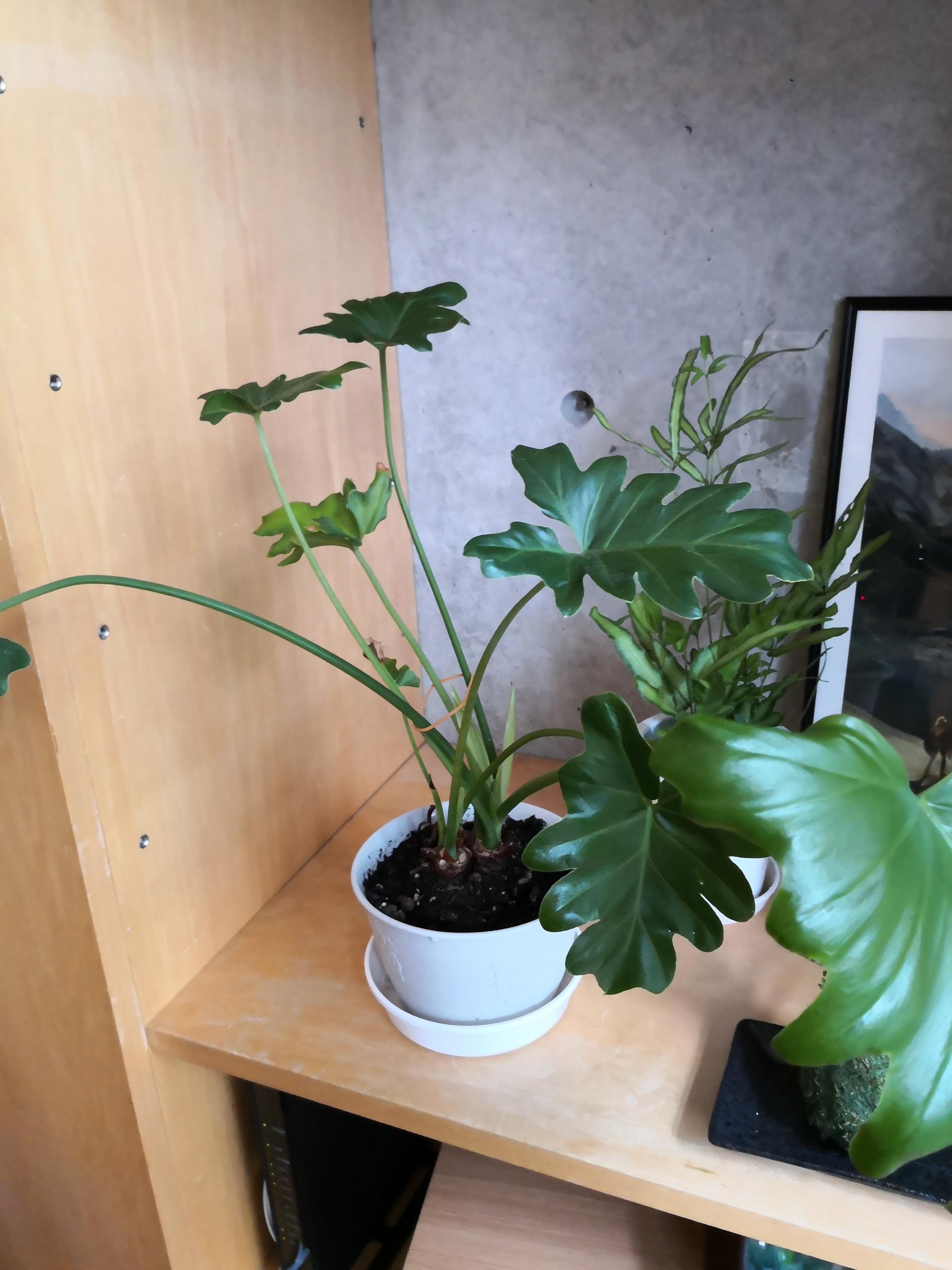 Anyone can help identify this plant? He grows out of a bulb and recently grew a leaf bigger than ...