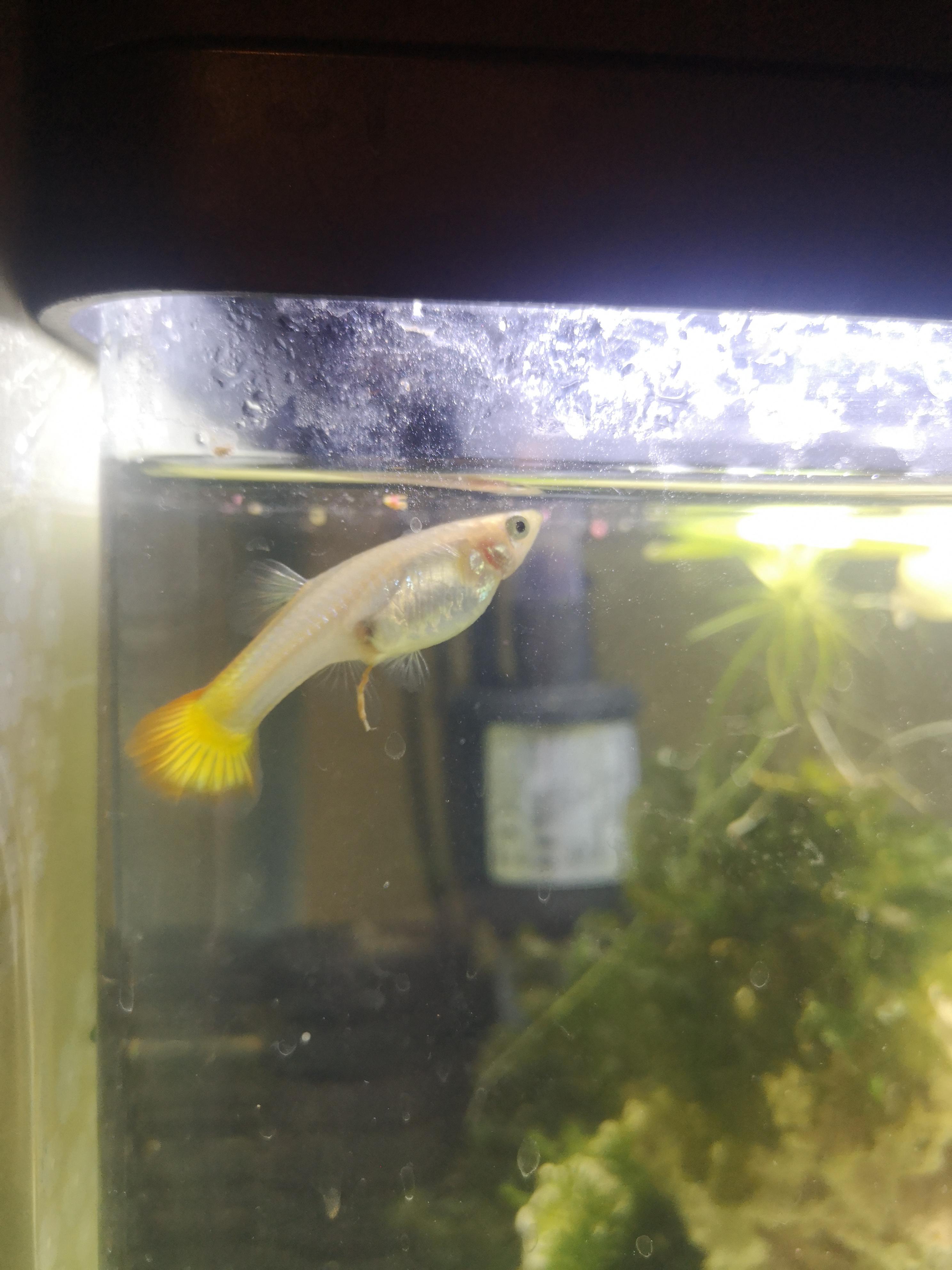 Anyone know how long this guppy is before it pops? | Scrolller