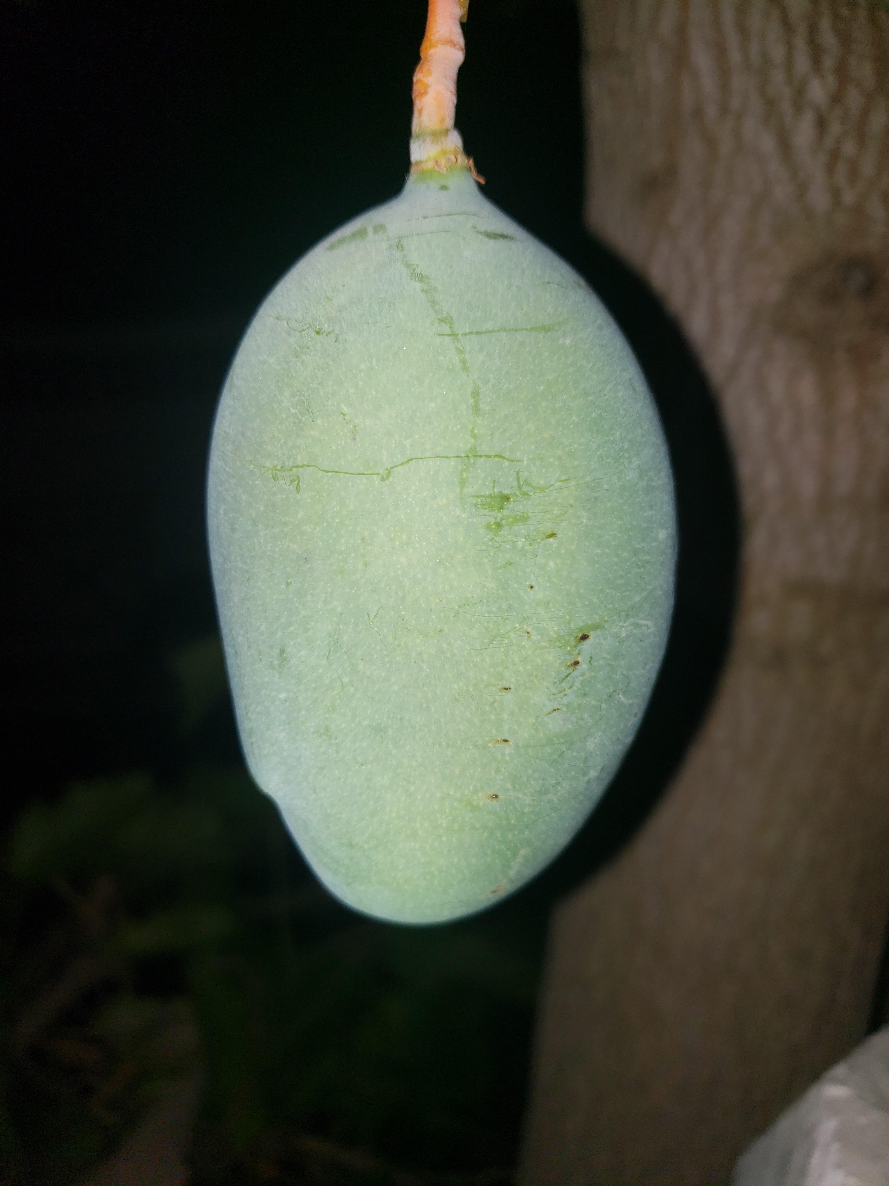 anyone know the type of mango I have? | Scrolller