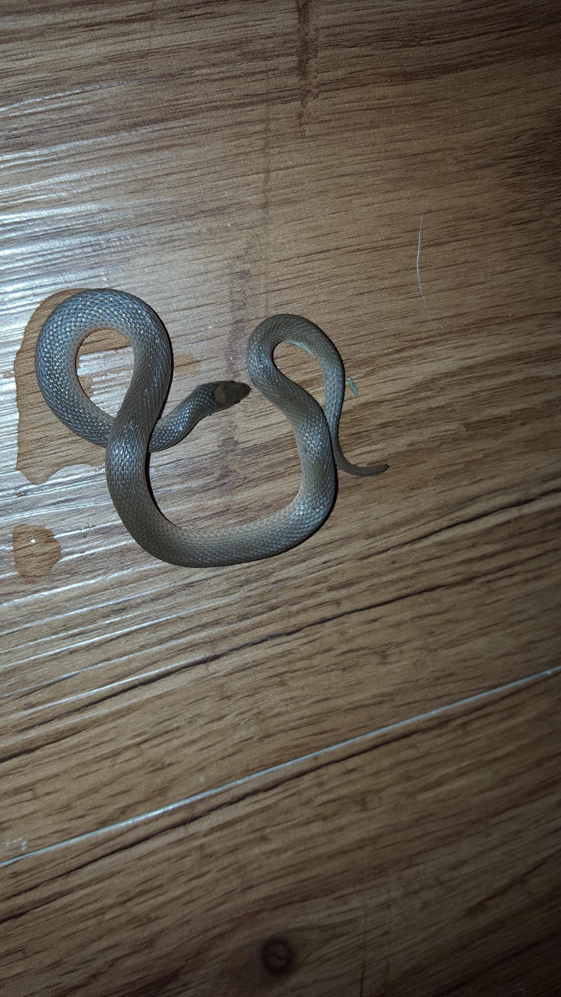 Anyone know what this snake is? South Texas. | Scrolller