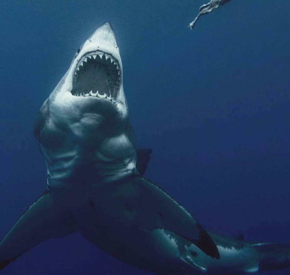 Apex Predator | Scrolller