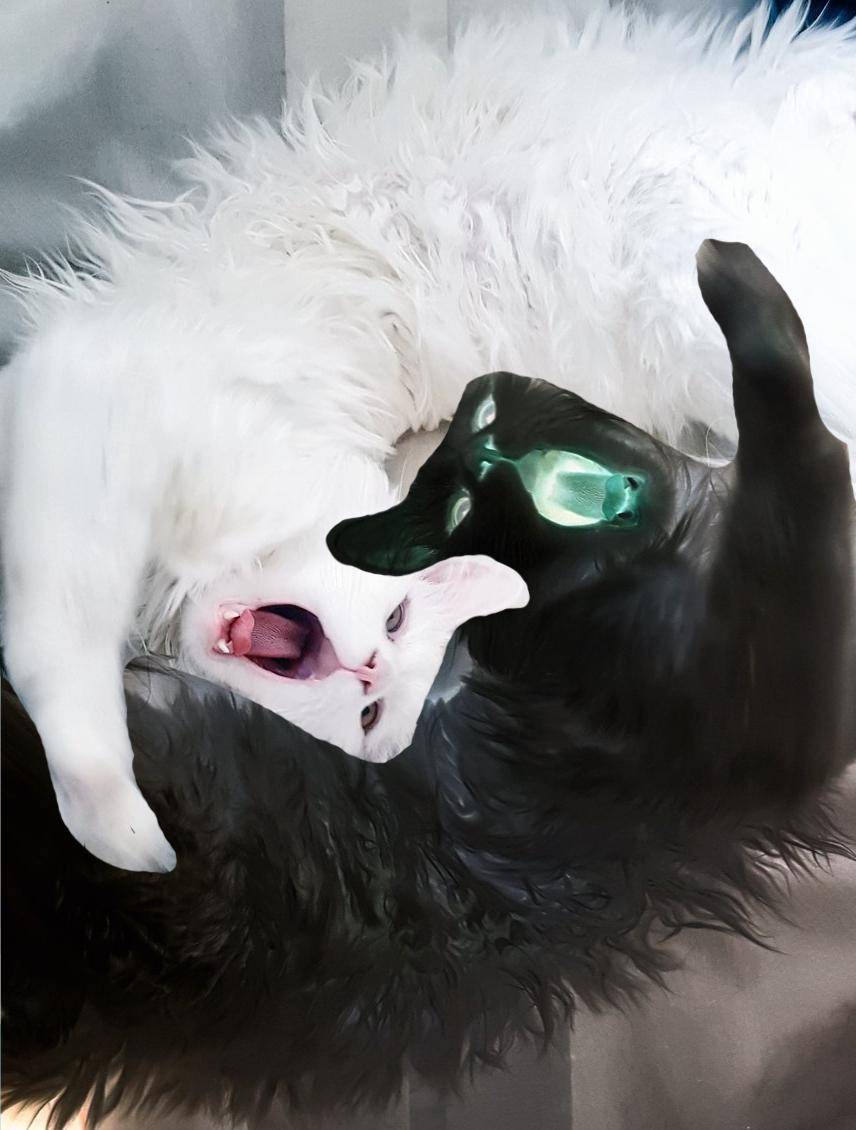 APOLLO AND OLLOPA | Scrolller