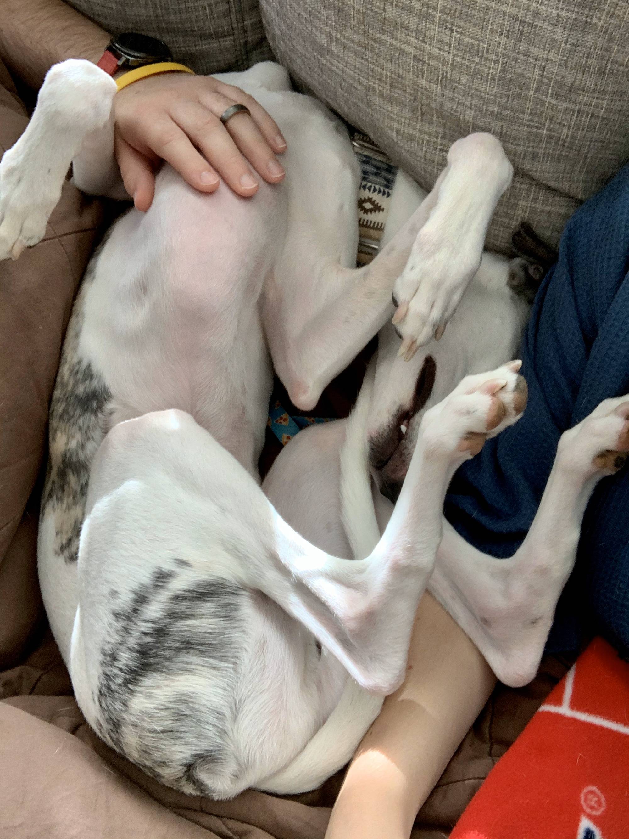 Apparently this is a comfortable sleep position 🤷‍♀️ | Scrolller